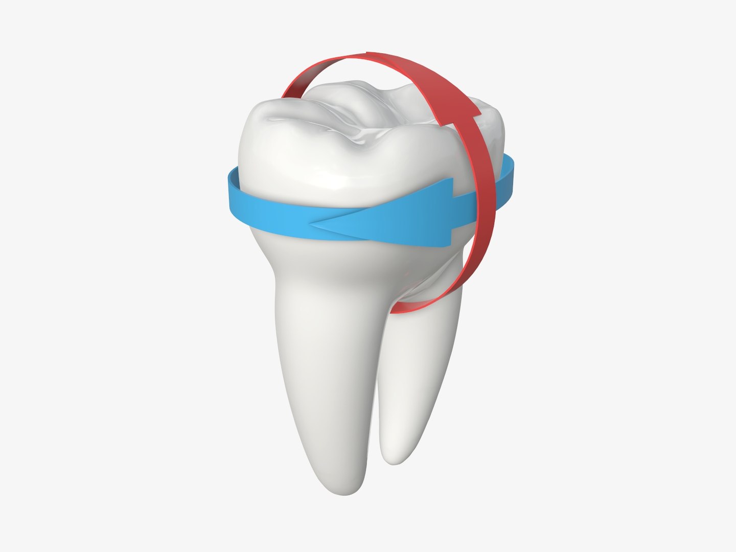 Tooth Molar Arrow Model - TurboSquid 1474480