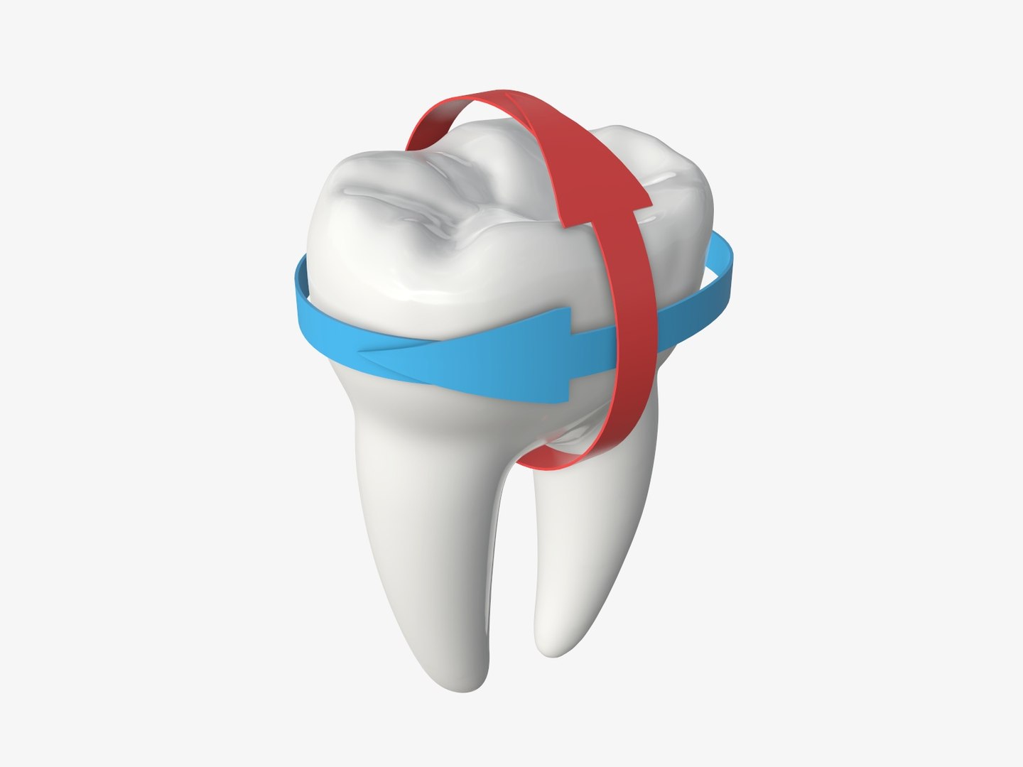 Tooth Molar Arrow Model - TurboSquid 1474480