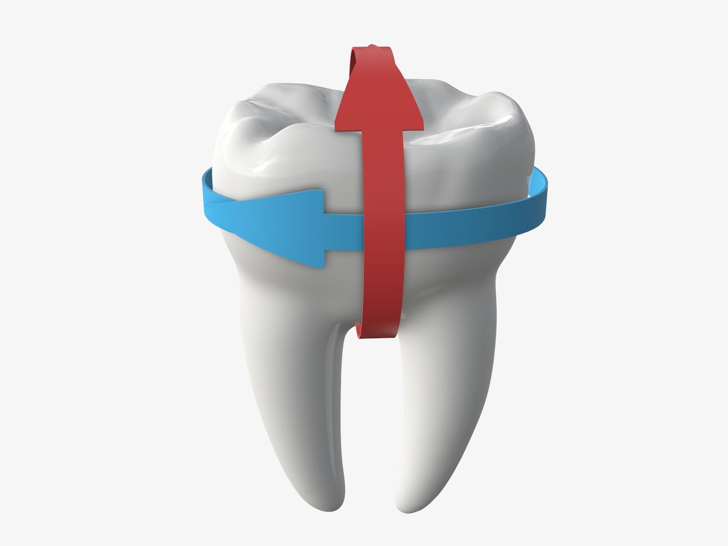 Tooth Molar Arrow Model - TurboSquid 1474480