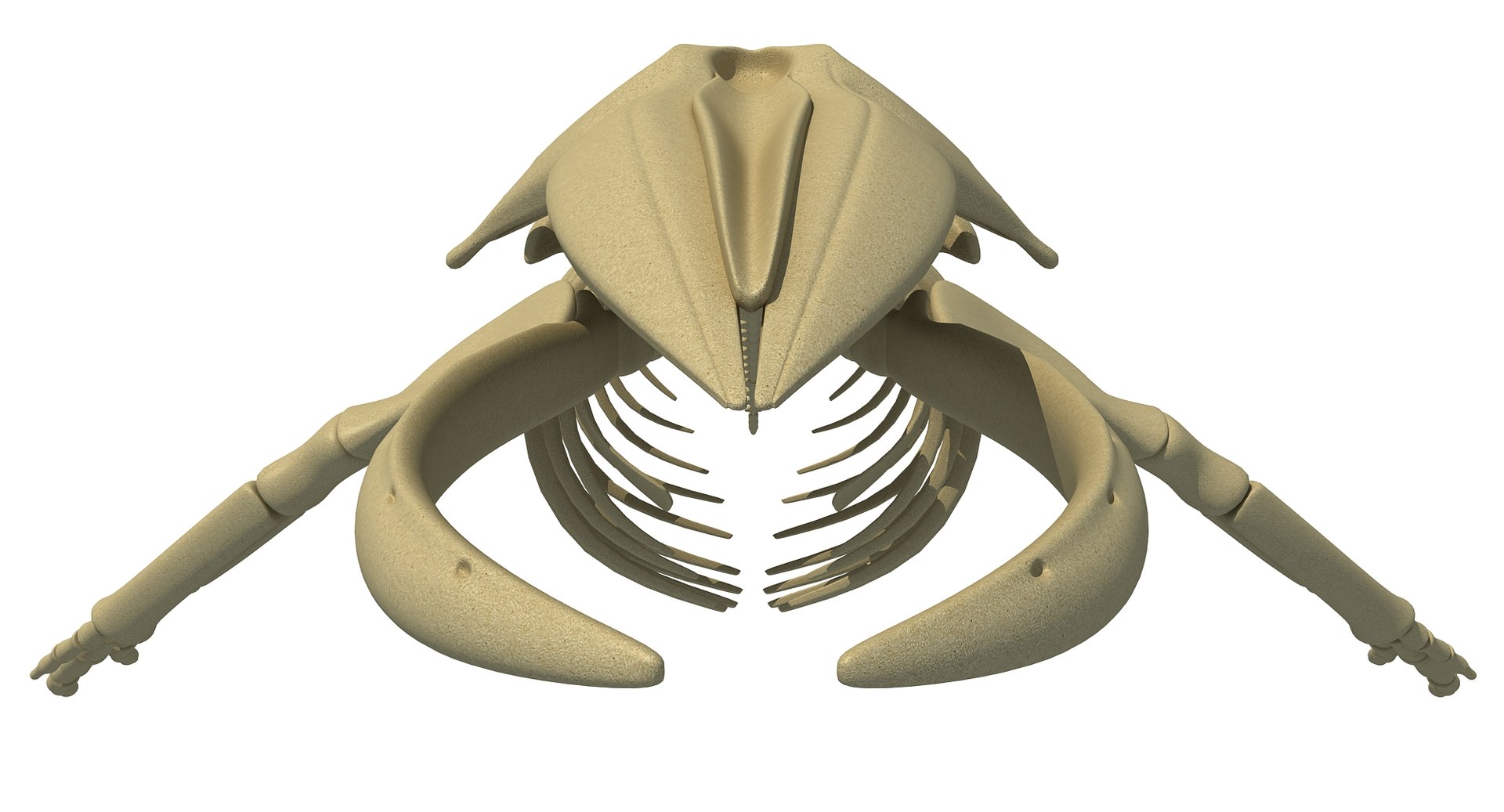 3D Humpback Whale Skeleton - TurboSquid 1253627