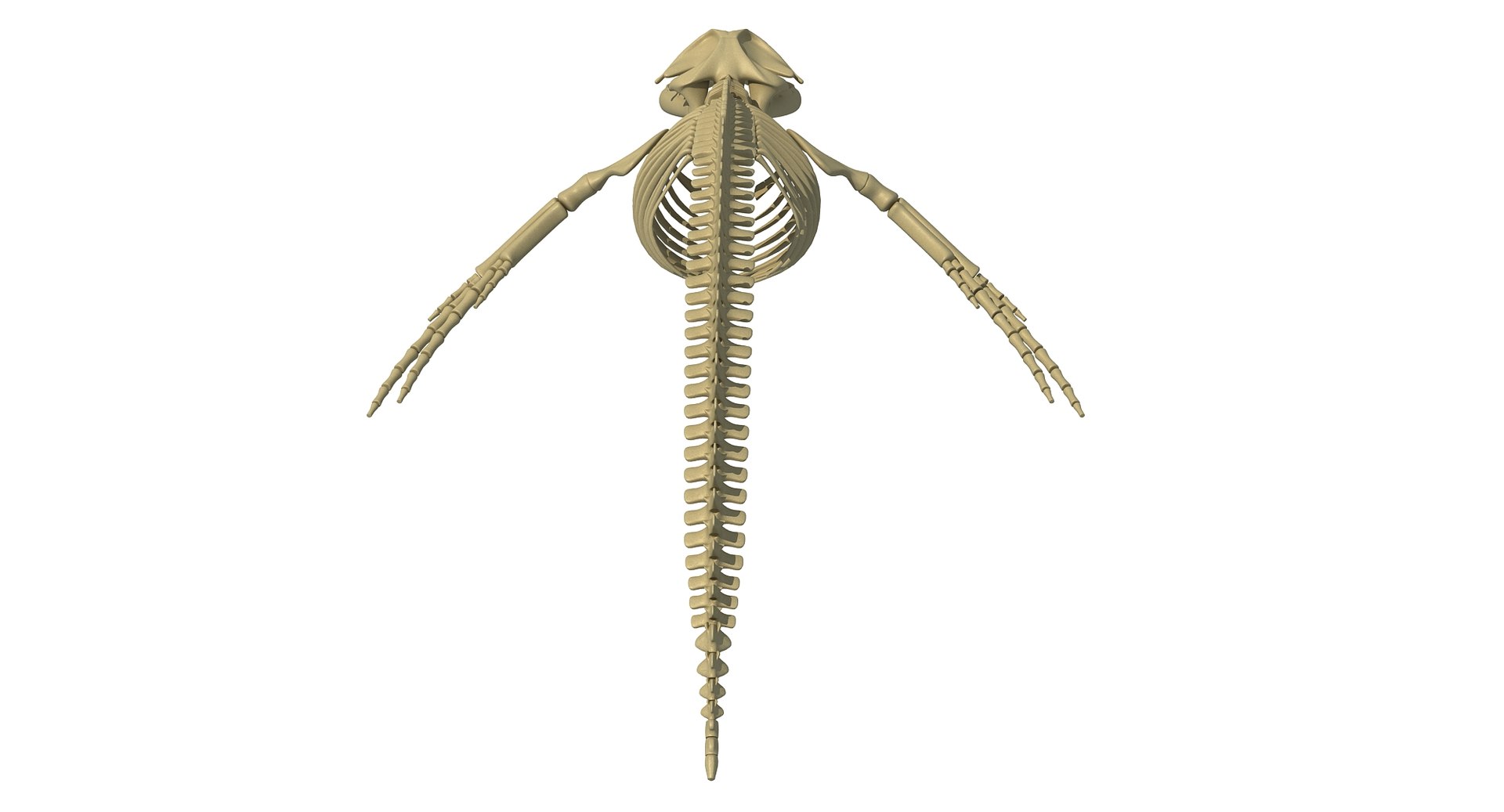 3D Humpback Whale Skeleton - TurboSquid 1253627