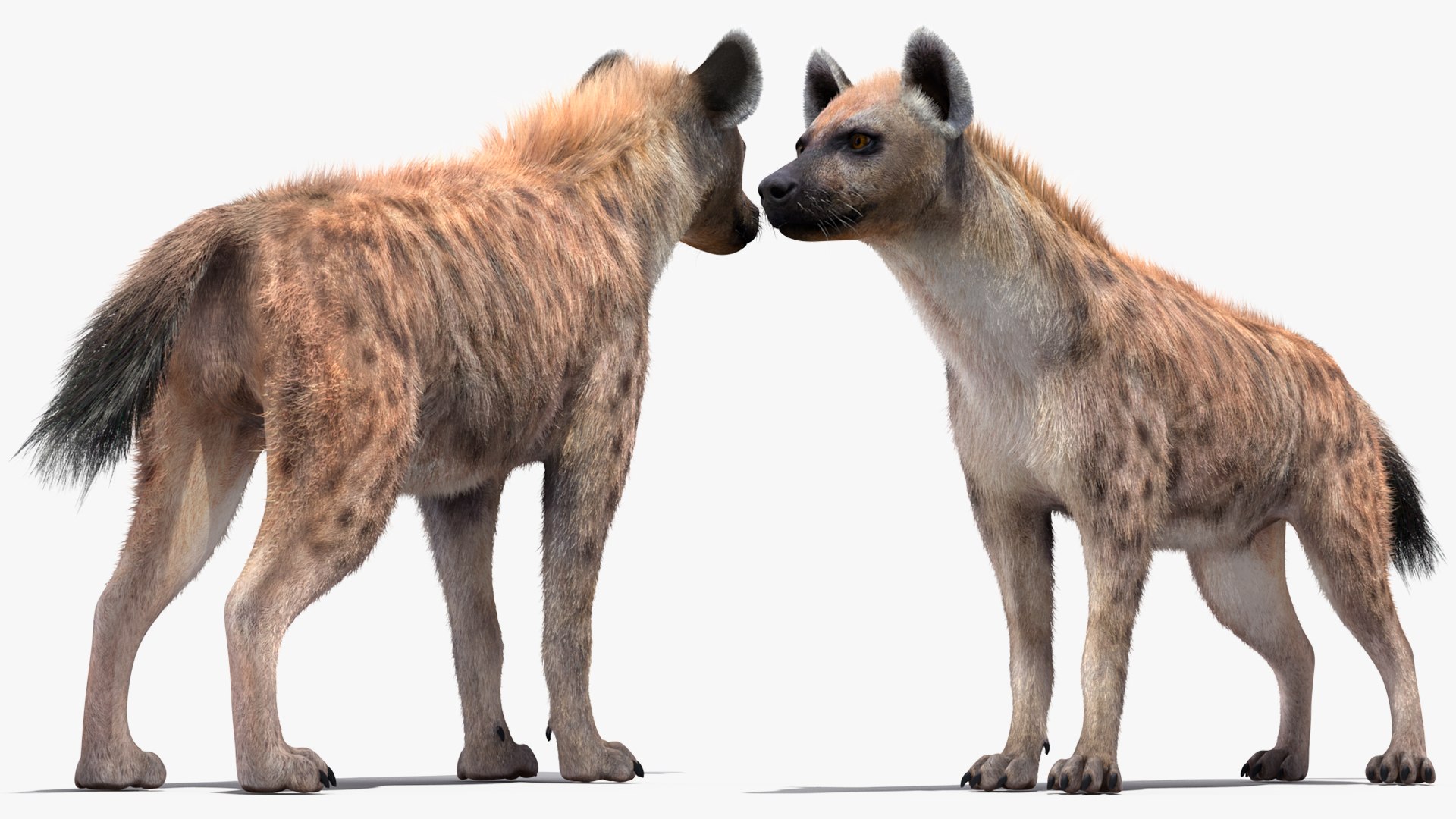 Neutral Pose Hyena Fur Model - TurboSquid 1707933