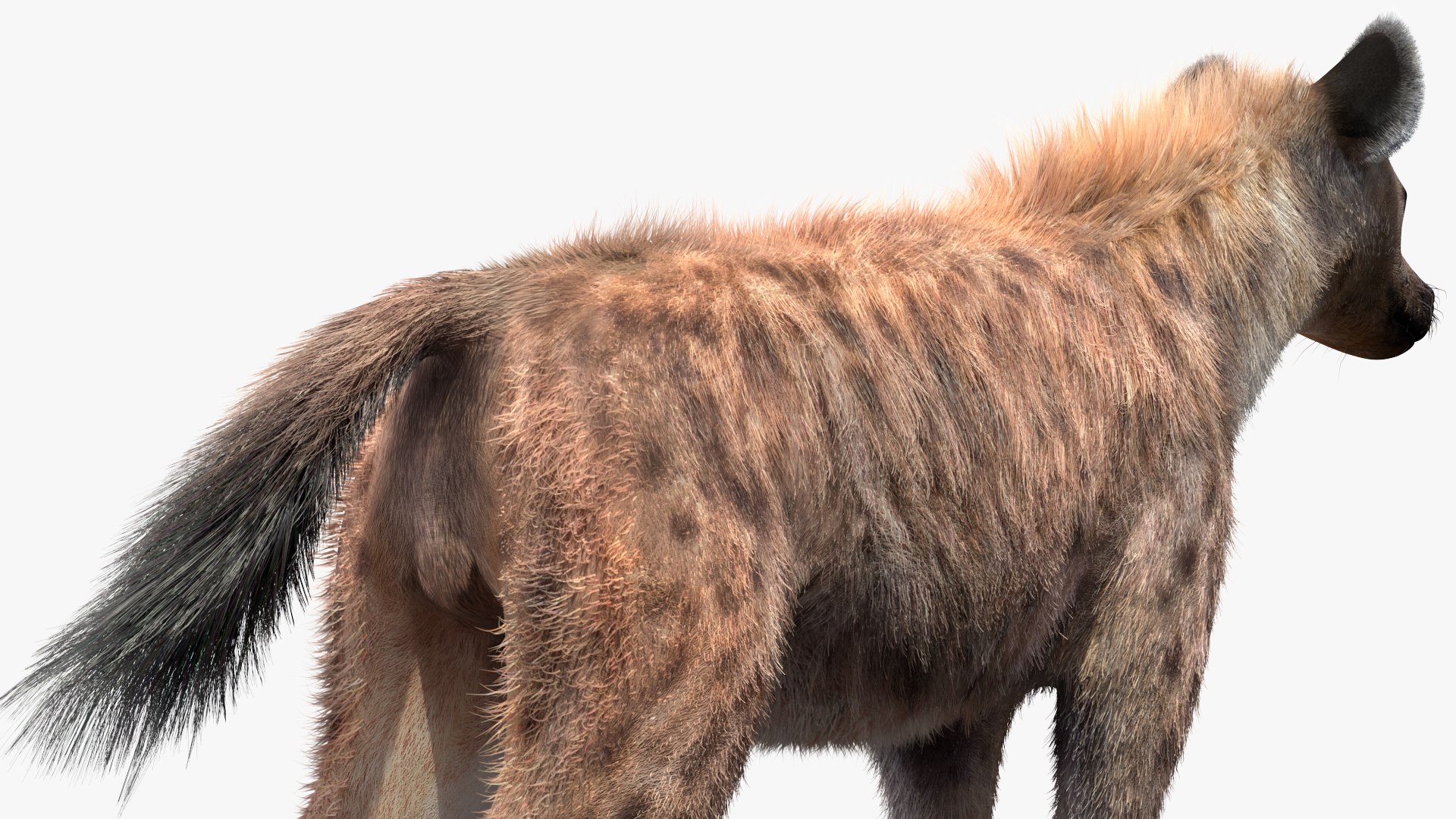Neutral Pose Hyena Fur Model - TurboSquid 1707933
