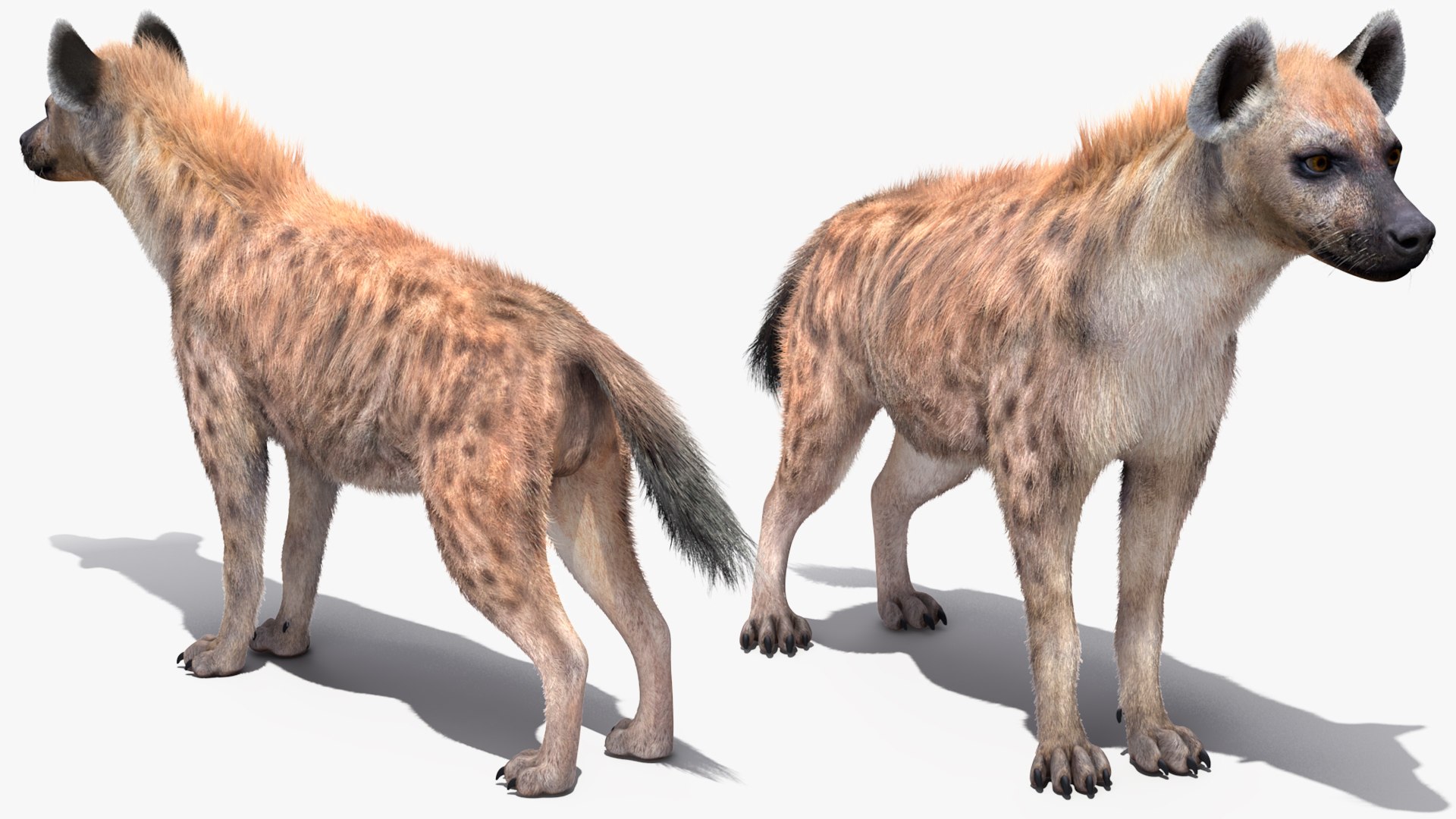 Neutral Pose Hyena Fur Model - TurboSquid 1707933