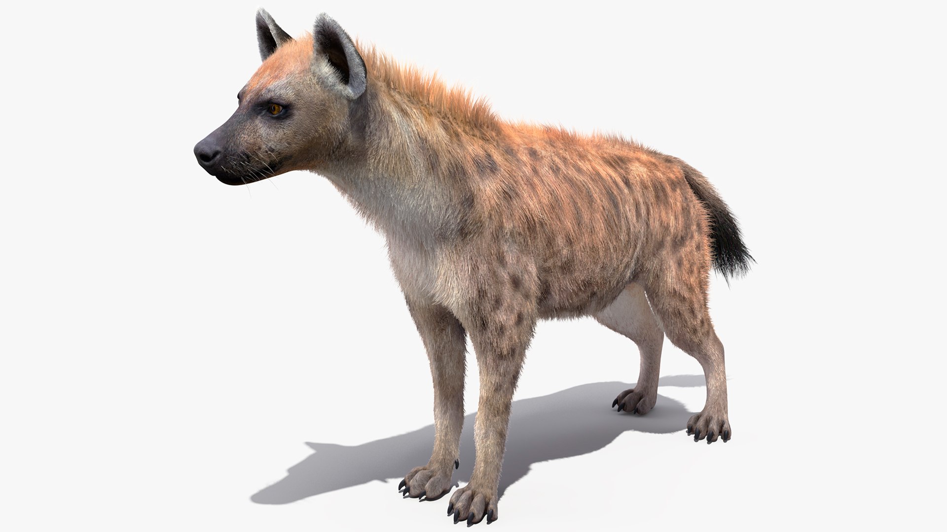 Neutral pose hyena fur model - TurboSquid 1707933