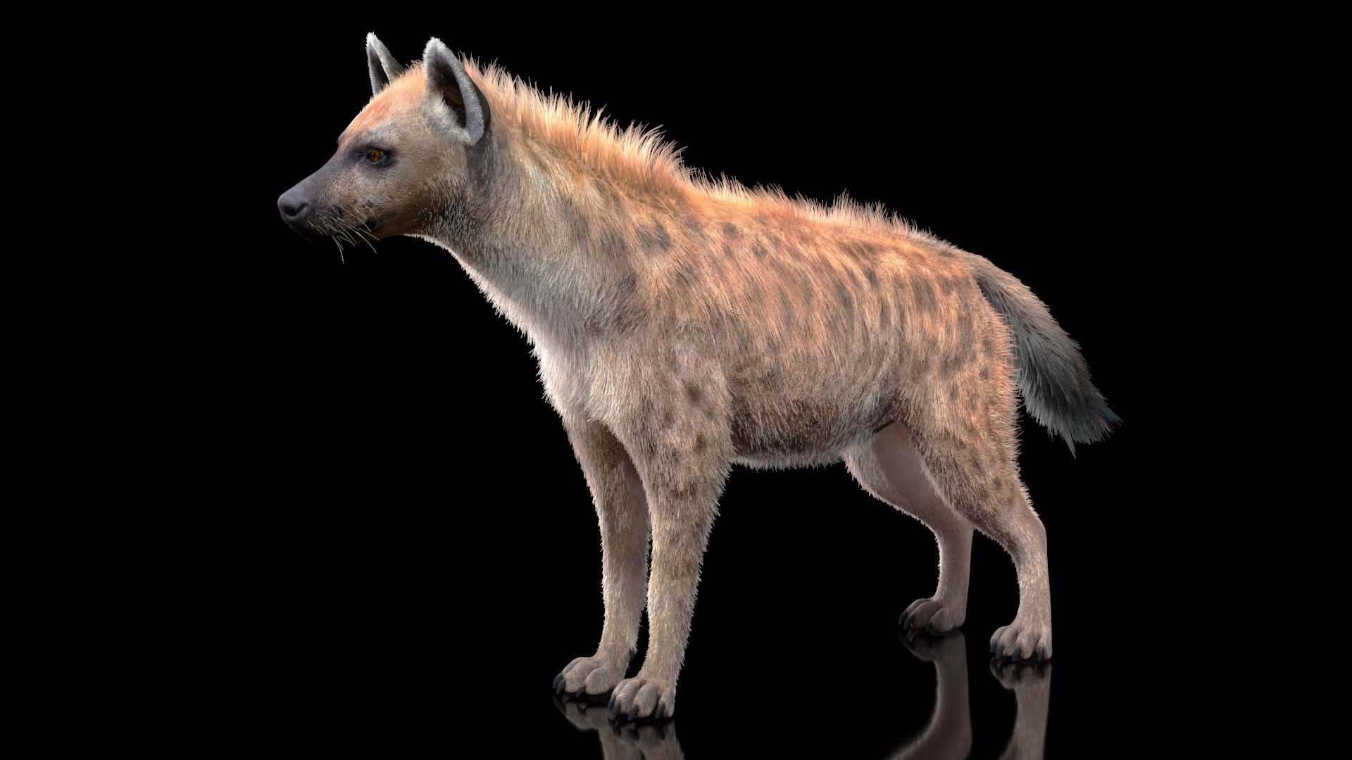 Neutral Pose Hyena Fur Model - TurboSquid 1707933