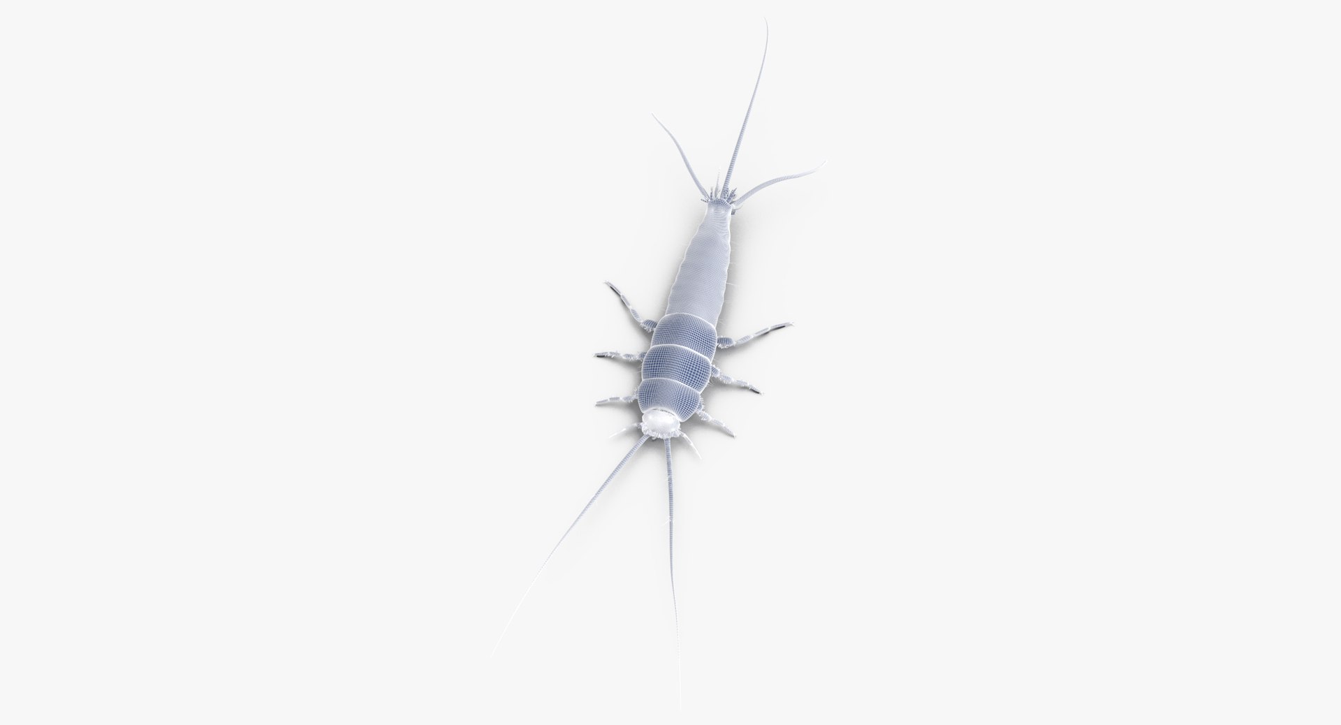 3D Model Silverfish Poses - TurboSquid 1399503
