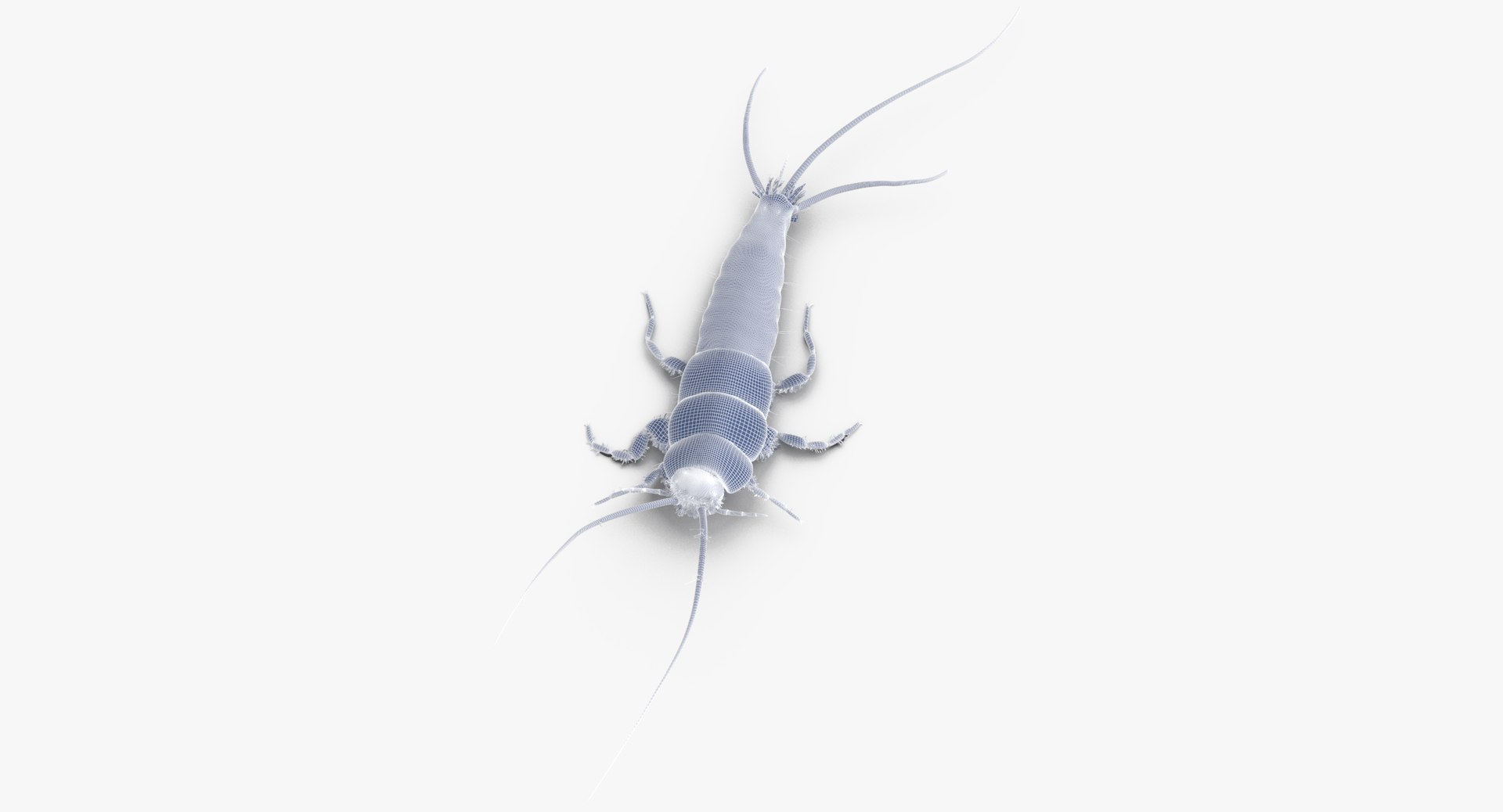 3D Model Silverfish Poses - TurboSquid 1399503