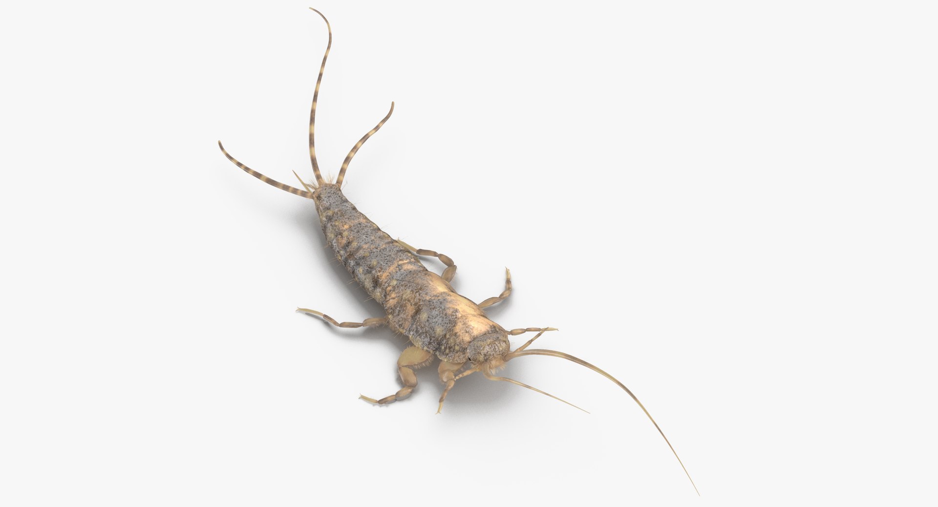 3D Model Silverfish Poses - TurboSquid 1399503