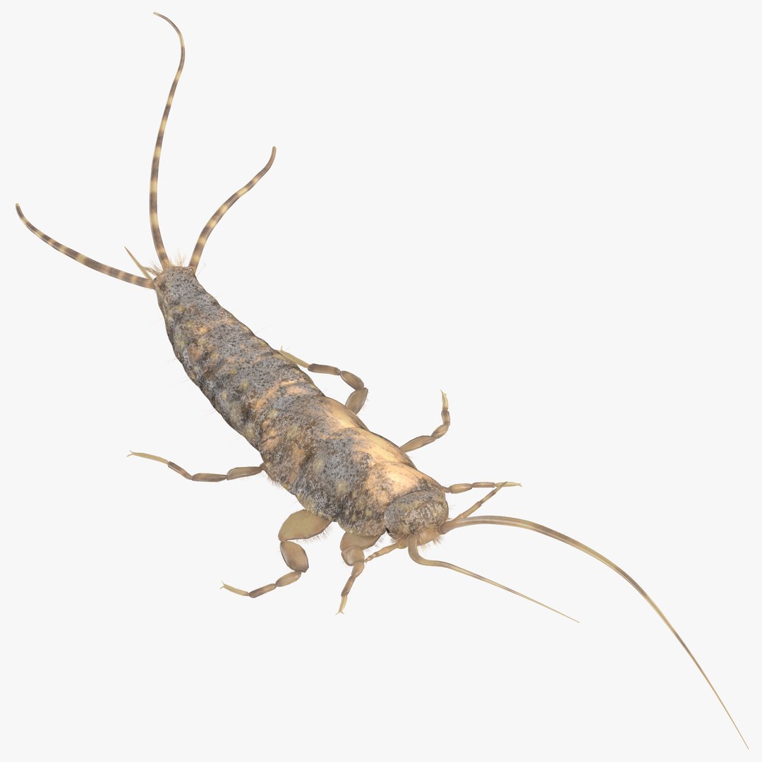 3D Model Silverfish Poses - TurboSquid 1399503