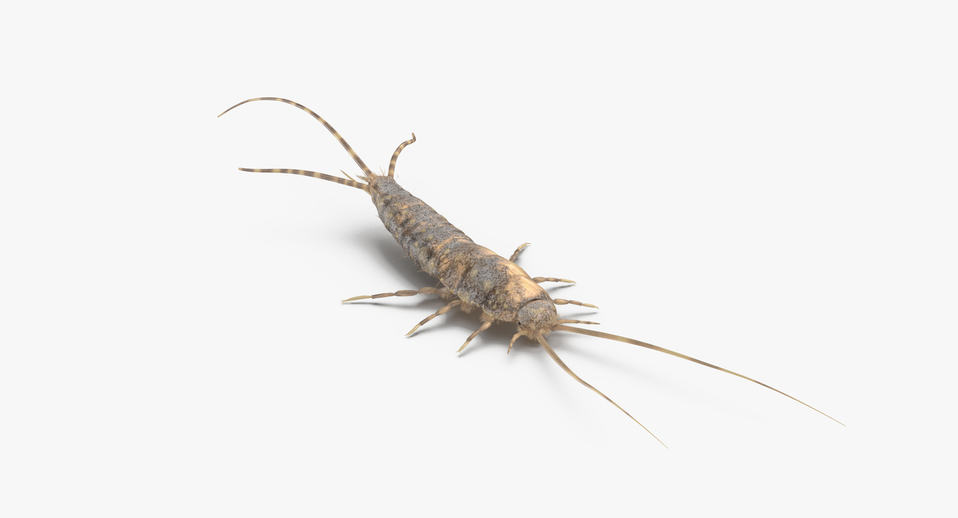 3D Model Silverfish Poses - TurboSquid 1399503