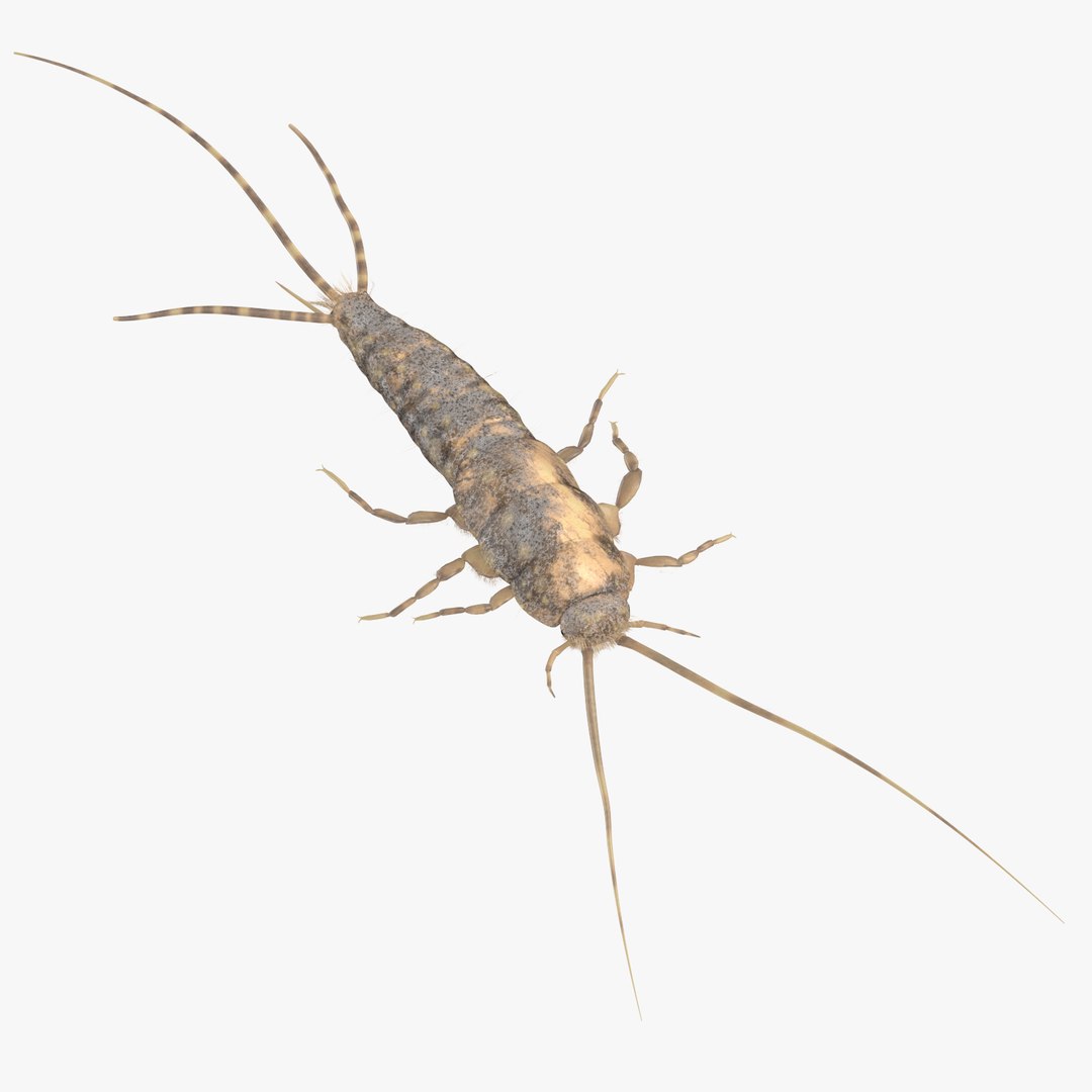 3D Model Silverfish Poses - TurboSquid 1399503