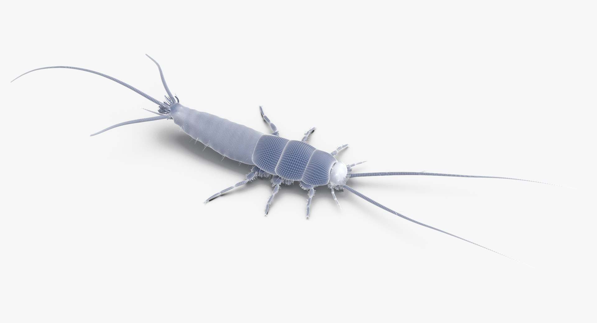 3D Model Silverfish Poses - TurboSquid 1399503