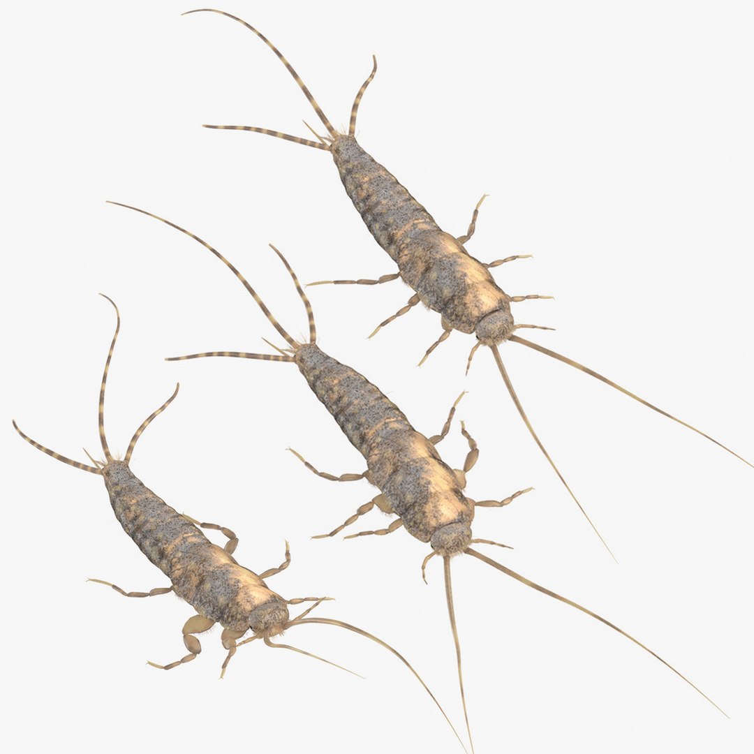 3D model silverfish poses - TurboSquid 1399503