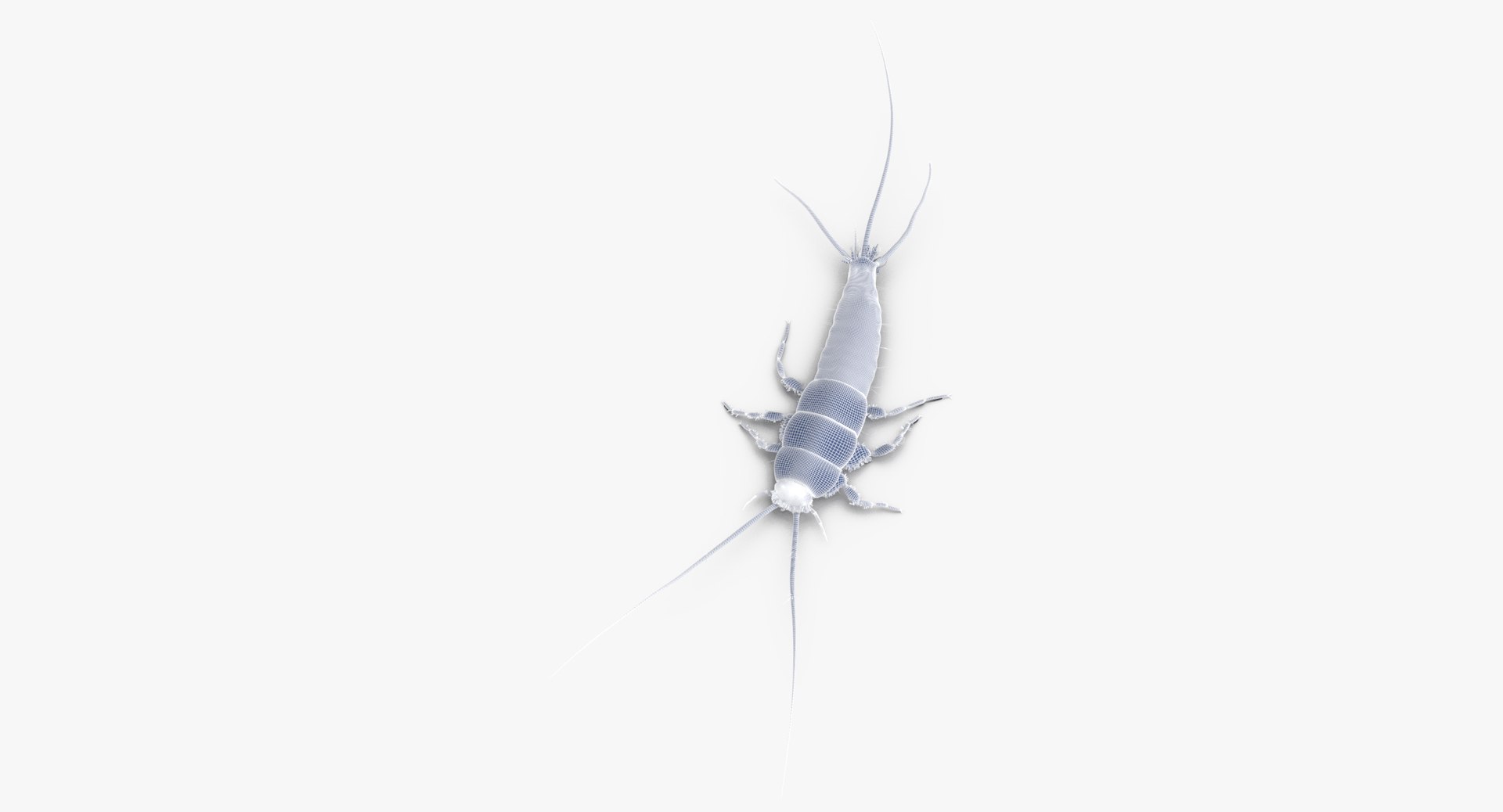 3D Model Silverfish Poses - TurboSquid 1399503