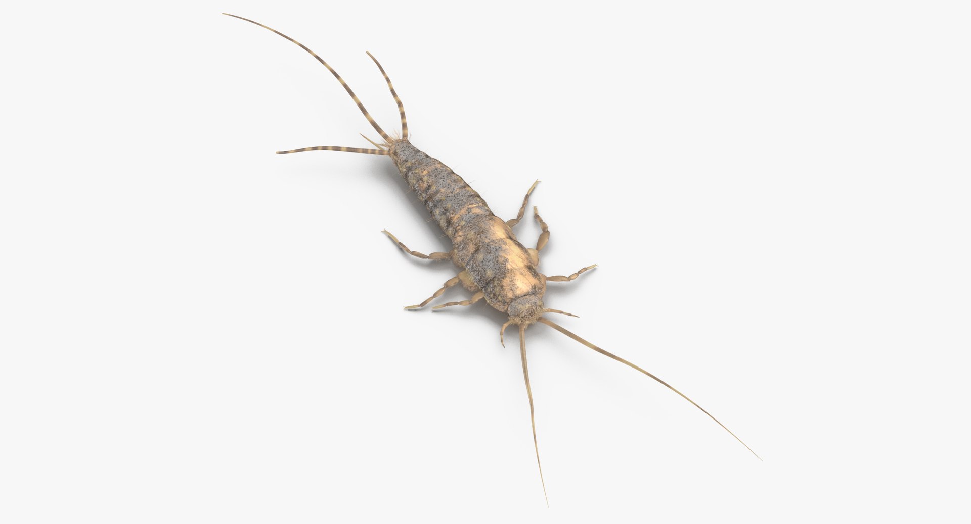 3D Model Silverfish Poses - TurboSquid 1399503