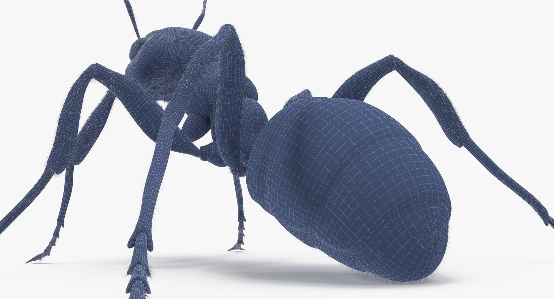ant 02 3d model
