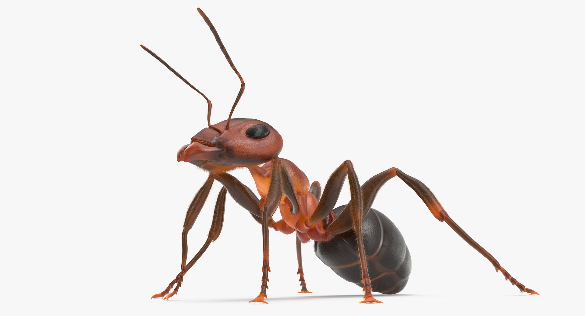 ant 02 3d model