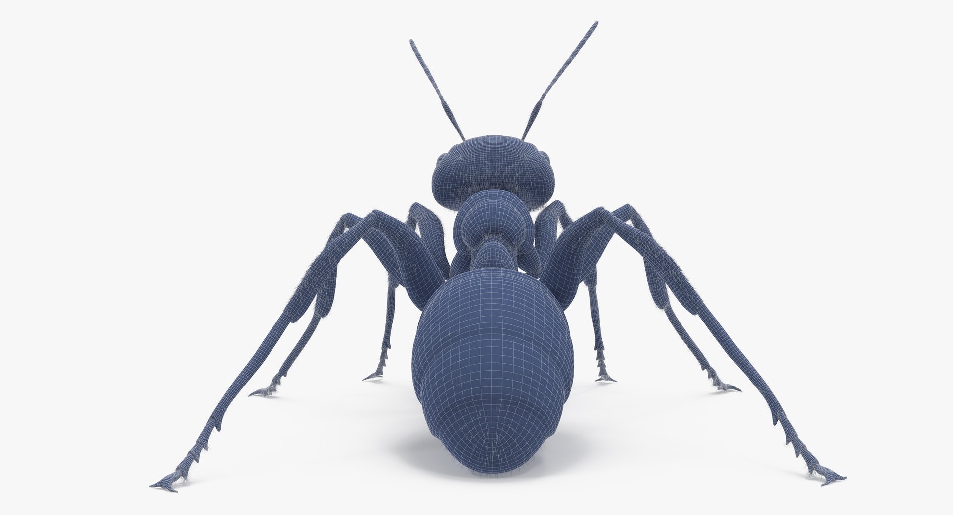 ant 02 3d model