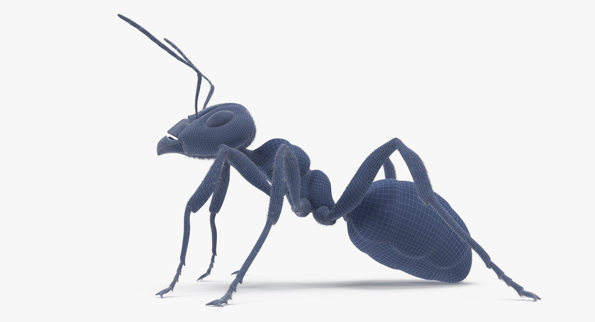 ant 02 3d model