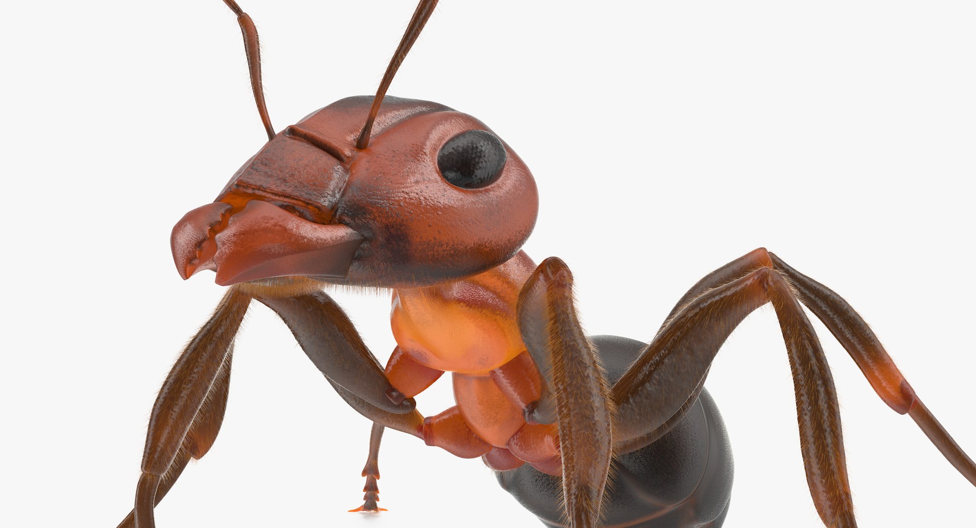 ant 02 3d model