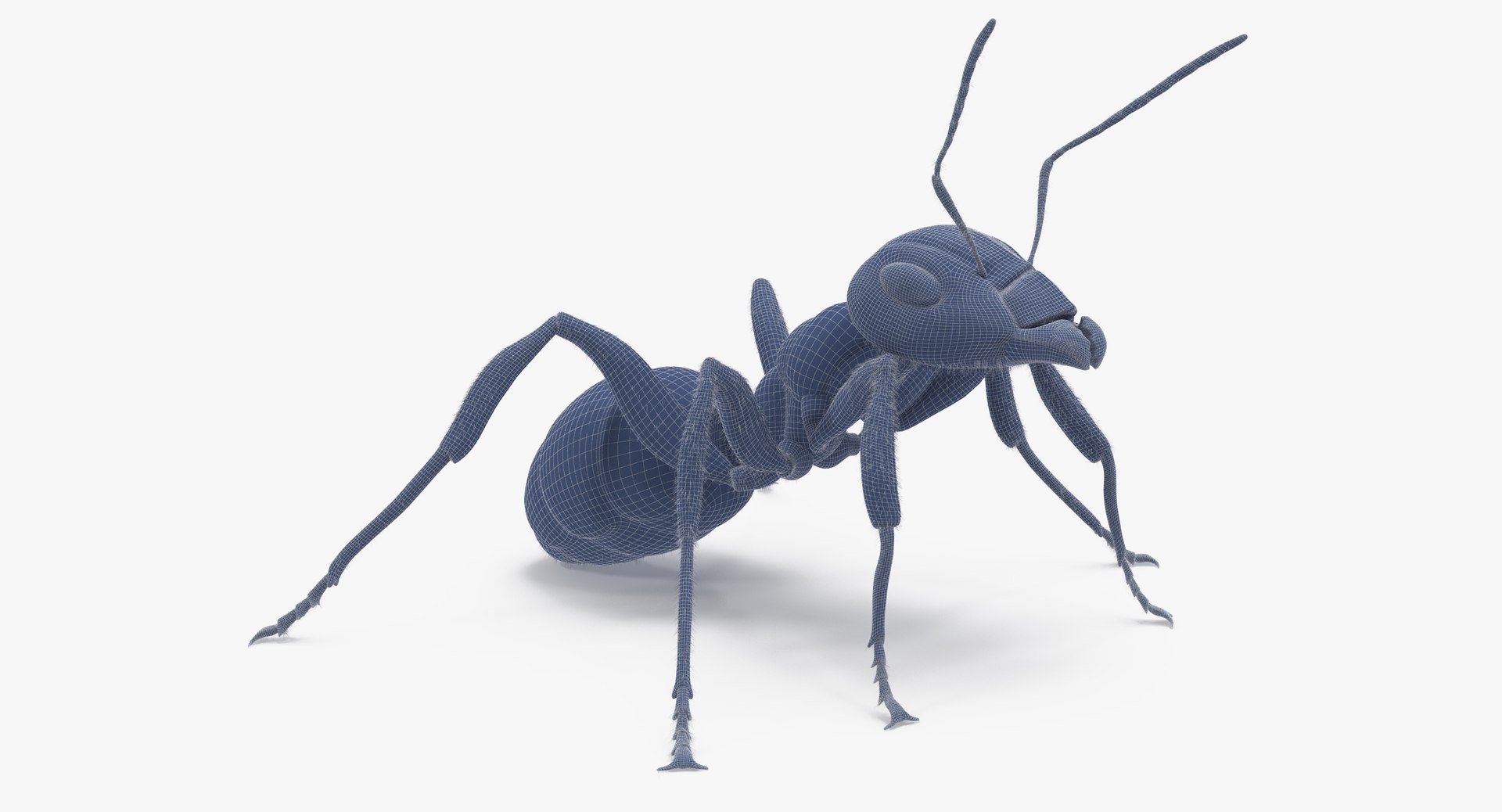 ant 02 3d model