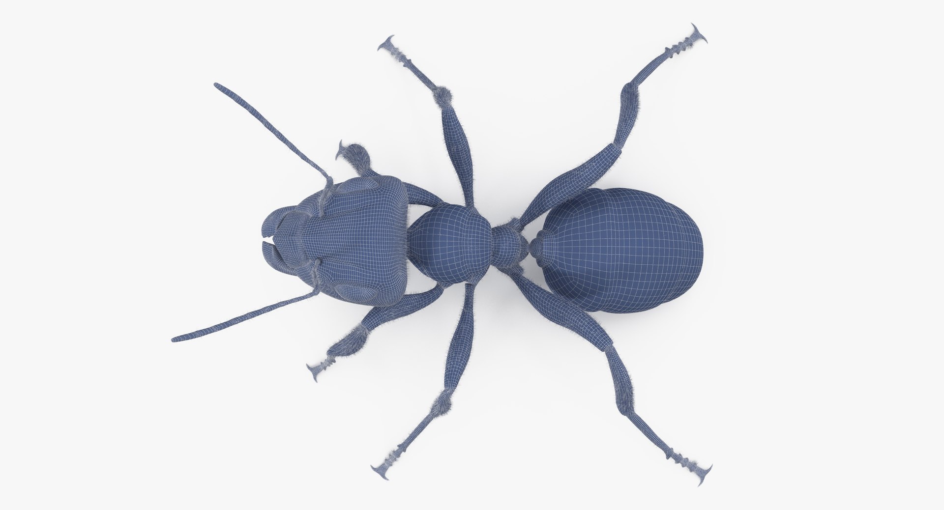 ant 02 3d model