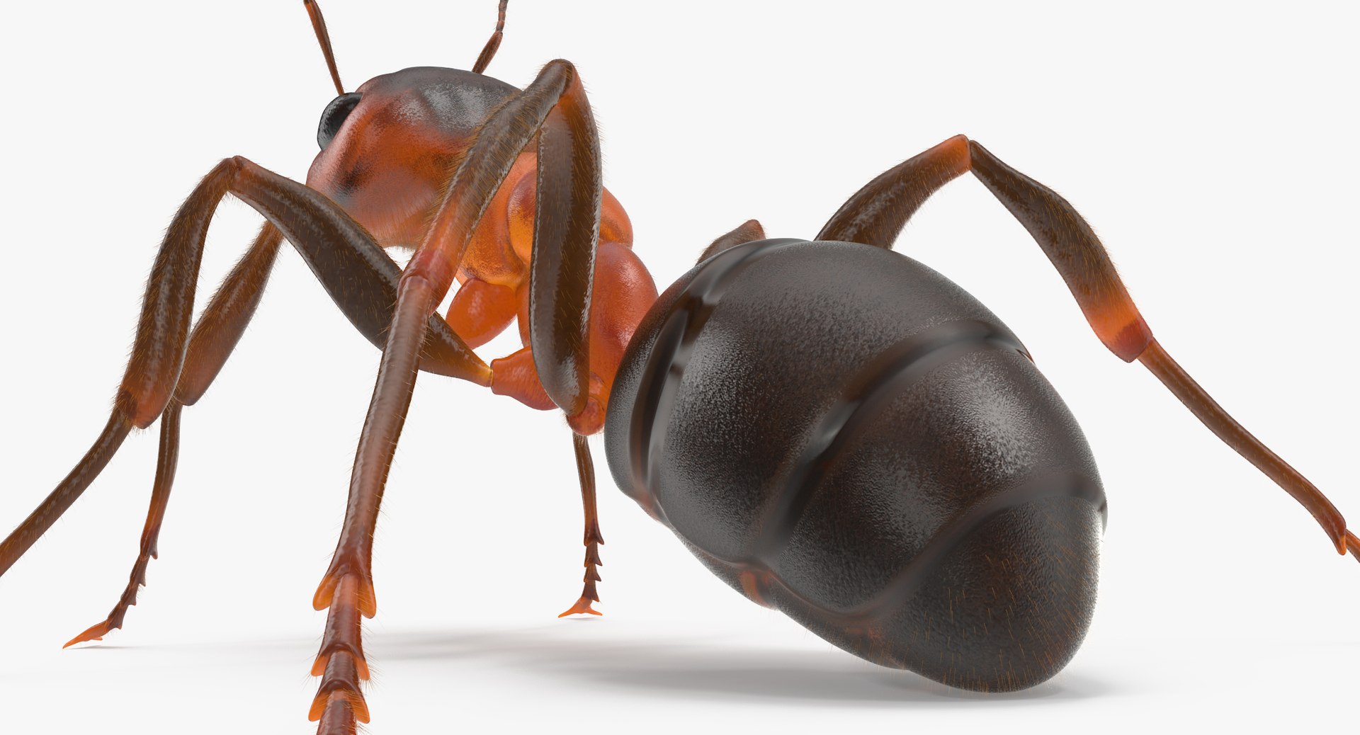 ant 02 3d model