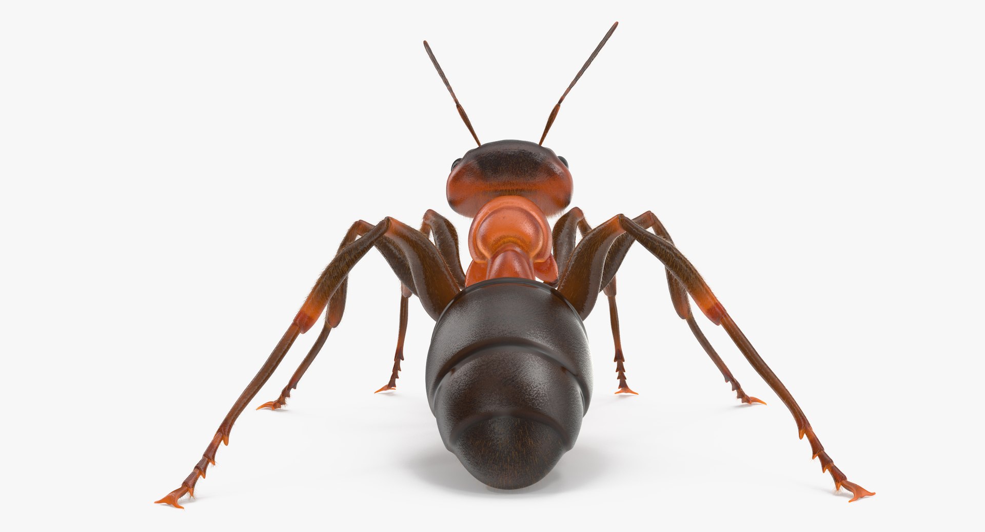 ant 02 3d model