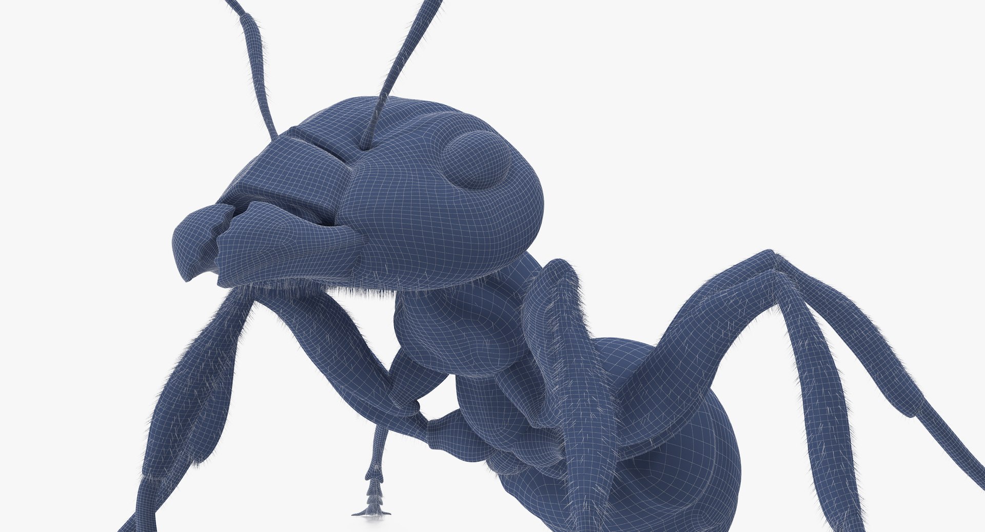 ant 02 3d model