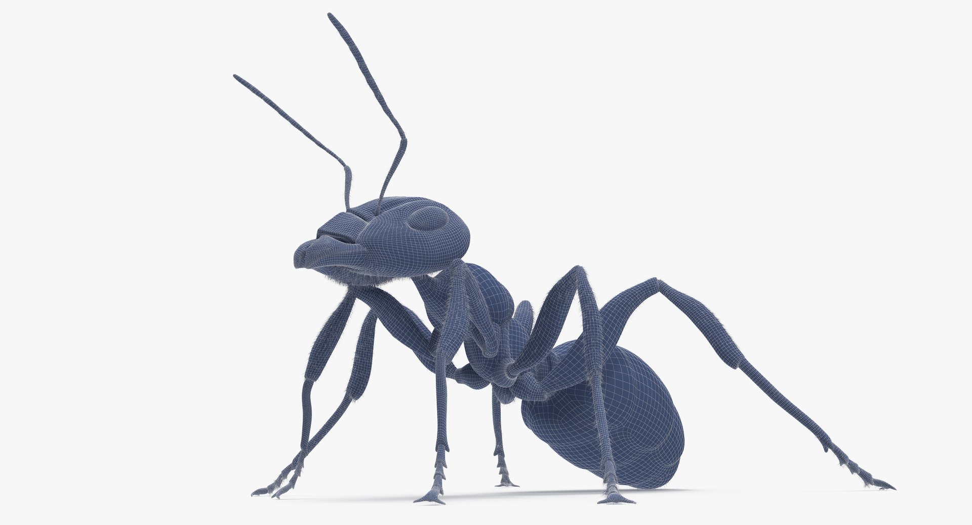 ant 02 3d model