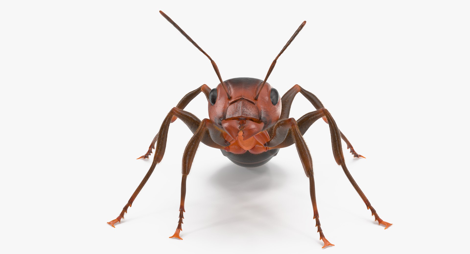 ant 02 3d model