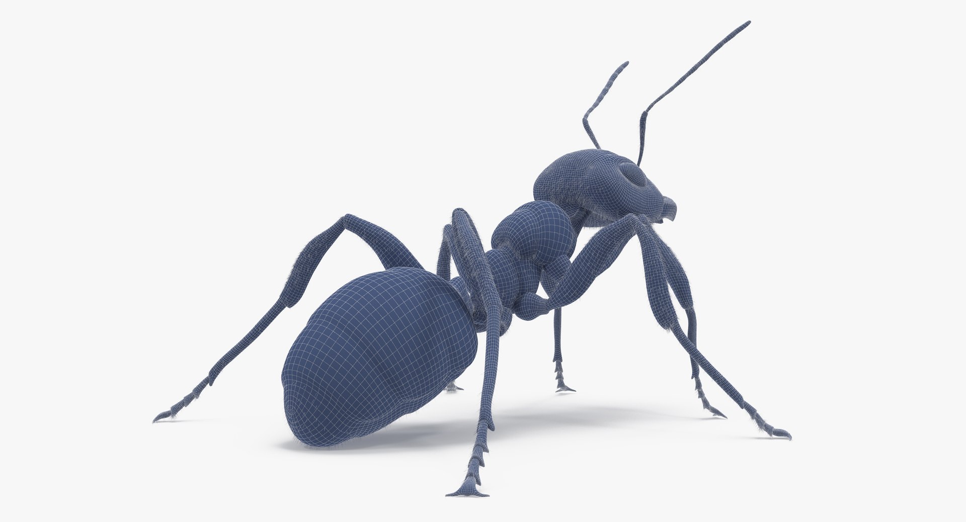 ant 02 3d model
