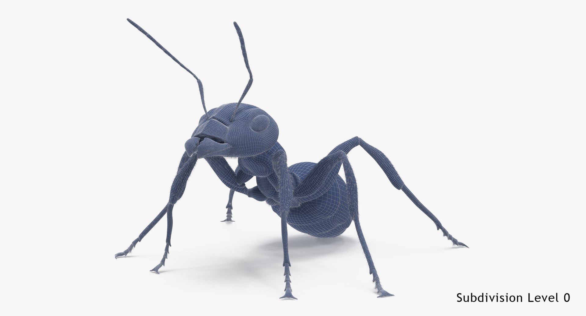 ant 02 3d model