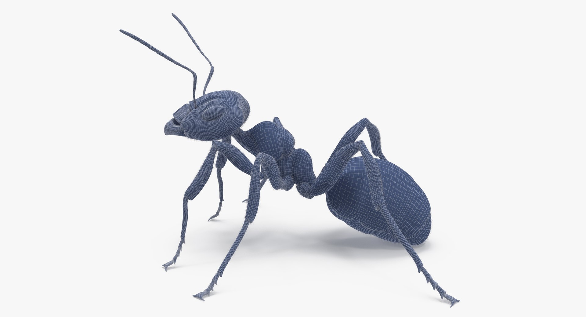 ant 02 3d model