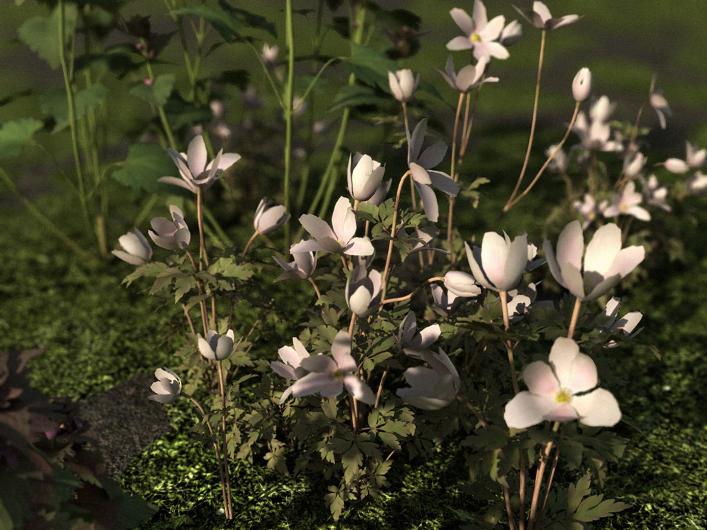3d Model Wood Anemone Flower