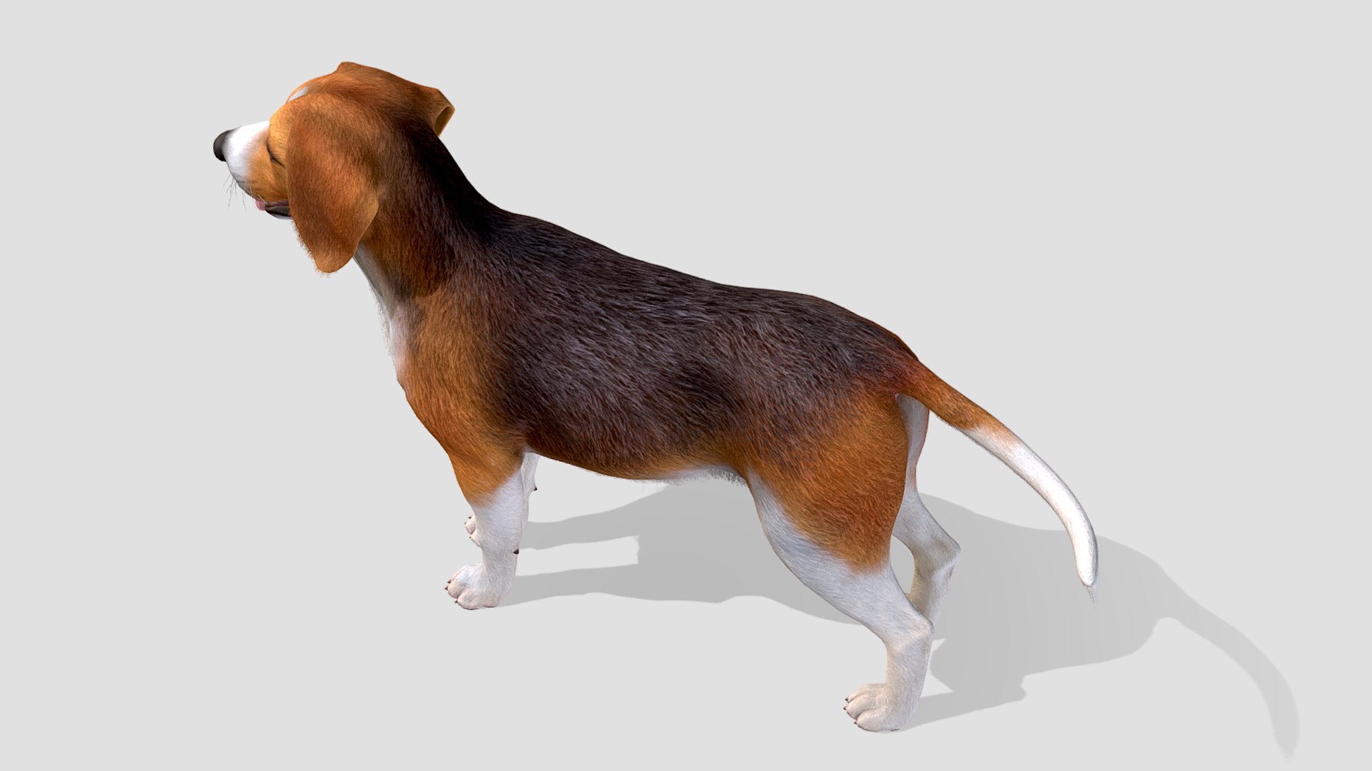 Dog - Beagle 3D Model - TurboSquid 1933194