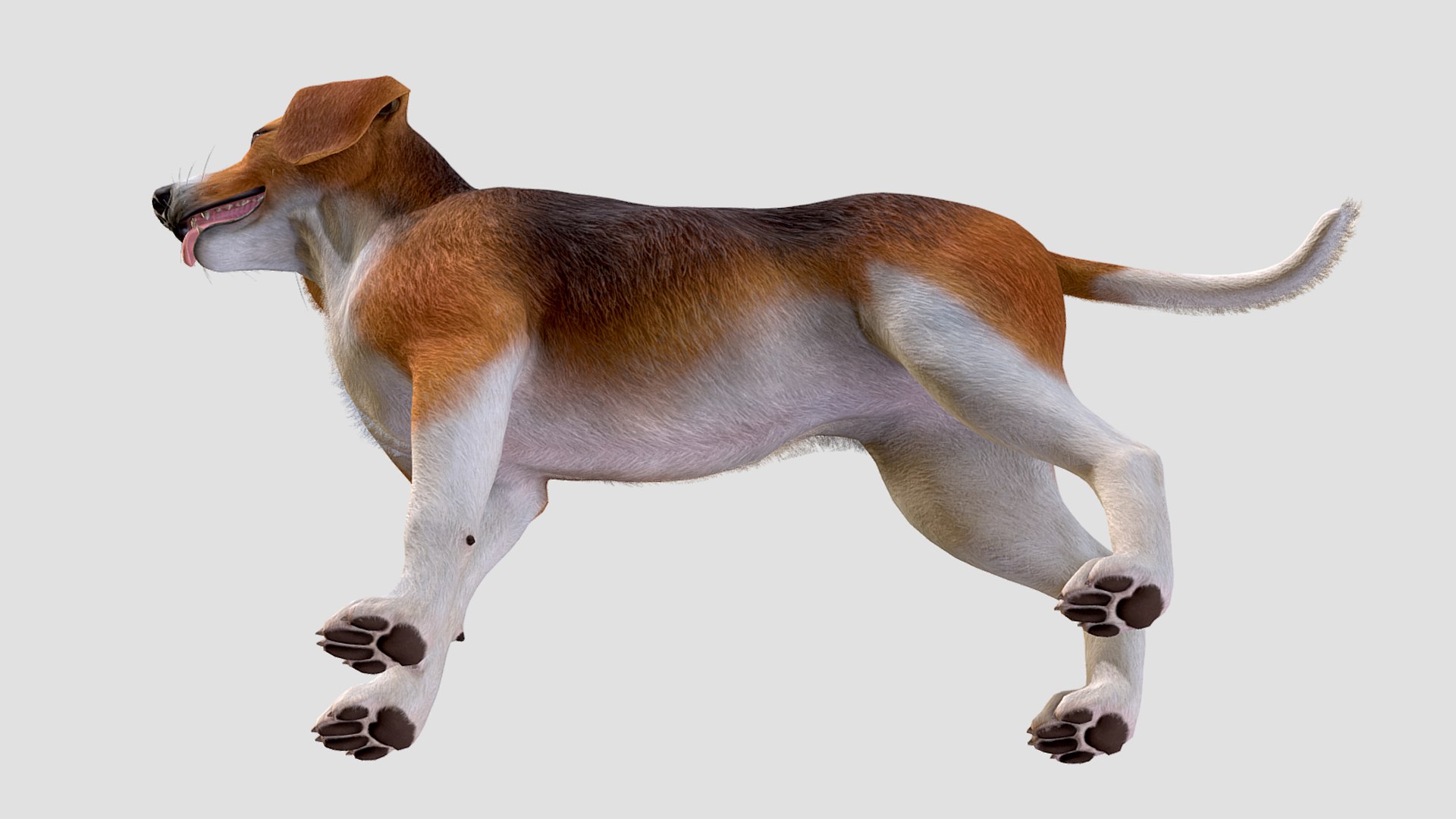 Dog - Beagle 3D Model - TurboSquid 1933194
