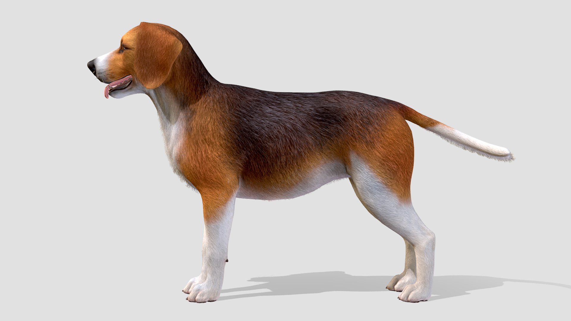 Dog - Beagle 3D Model - TurboSquid 1933194