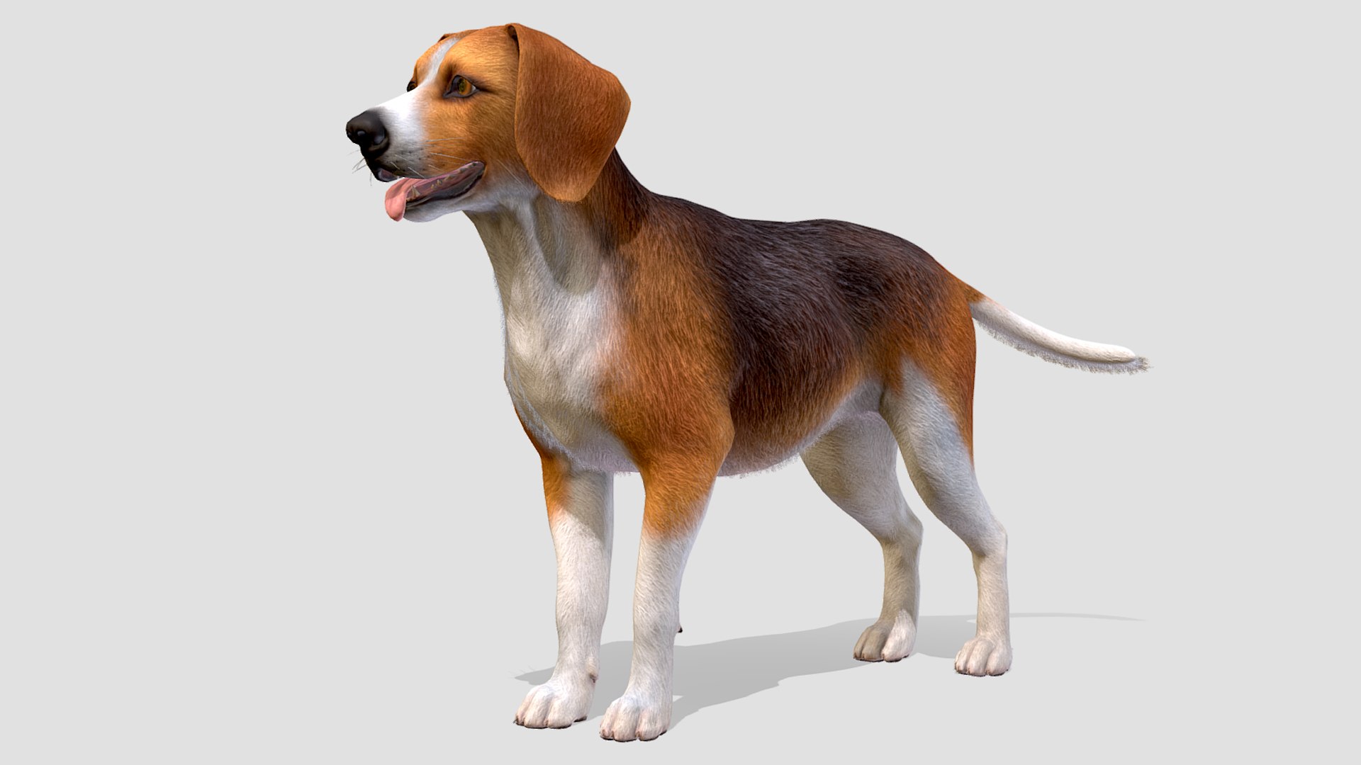 Dog - Beagle 3D Model - TurboSquid 1933194