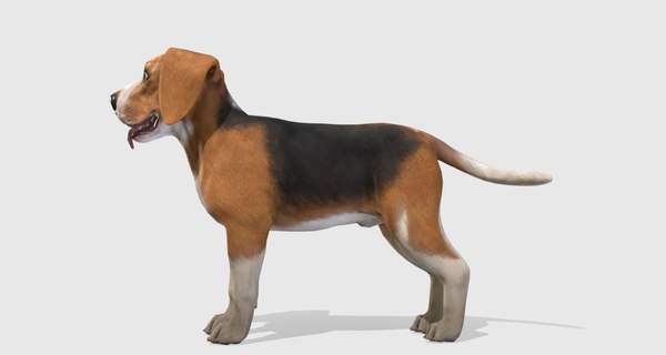modelo 3d Perro - Beagle - TurboSquid 1933194