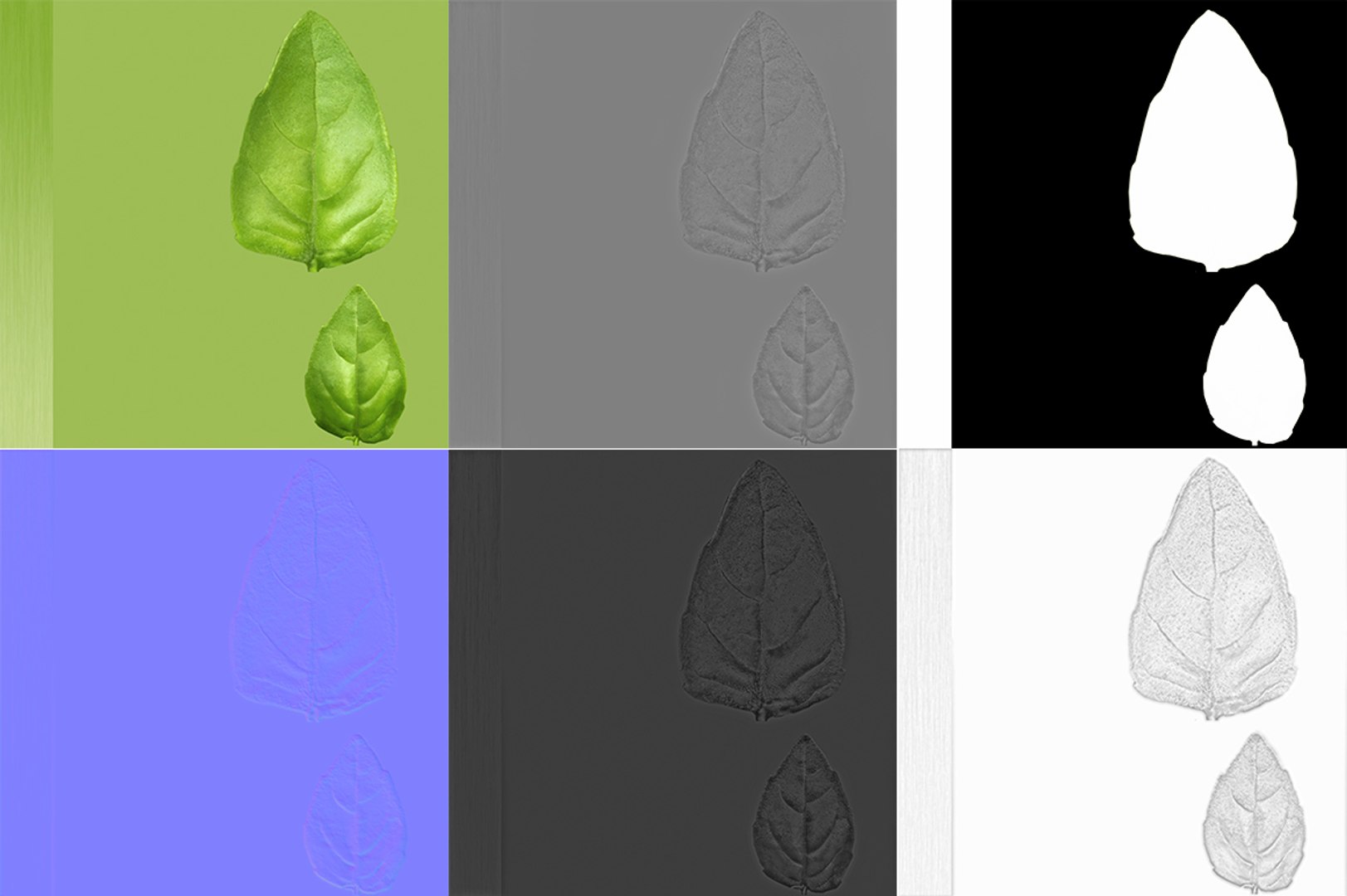3D Model Cinnamon Basil - TurboSquid 1541831