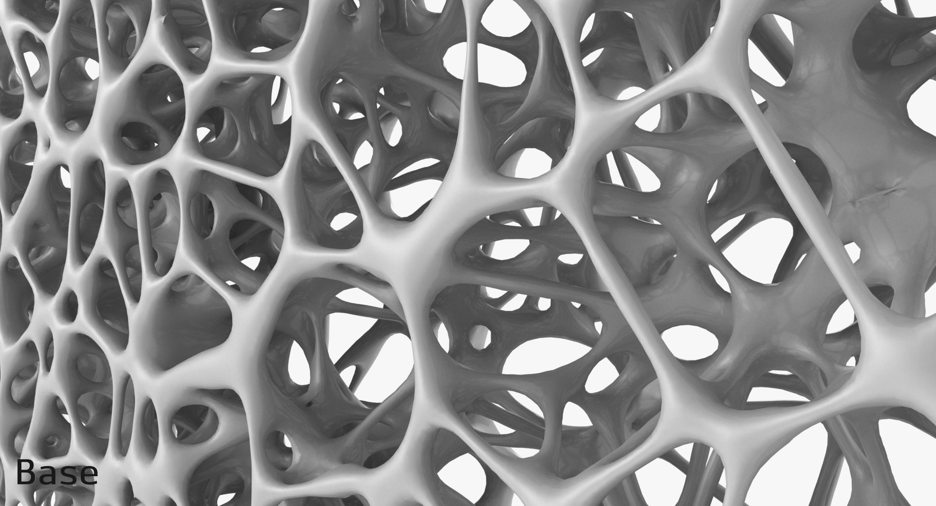 Bone Matrix Rectangle 3D Model - TurboSquid 1298759