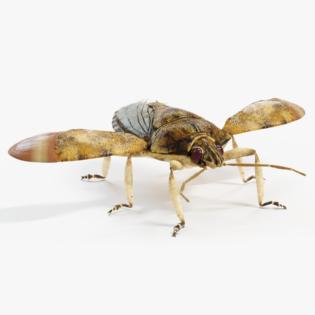 3D model Stink Bug Static - TurboSquid 2071209