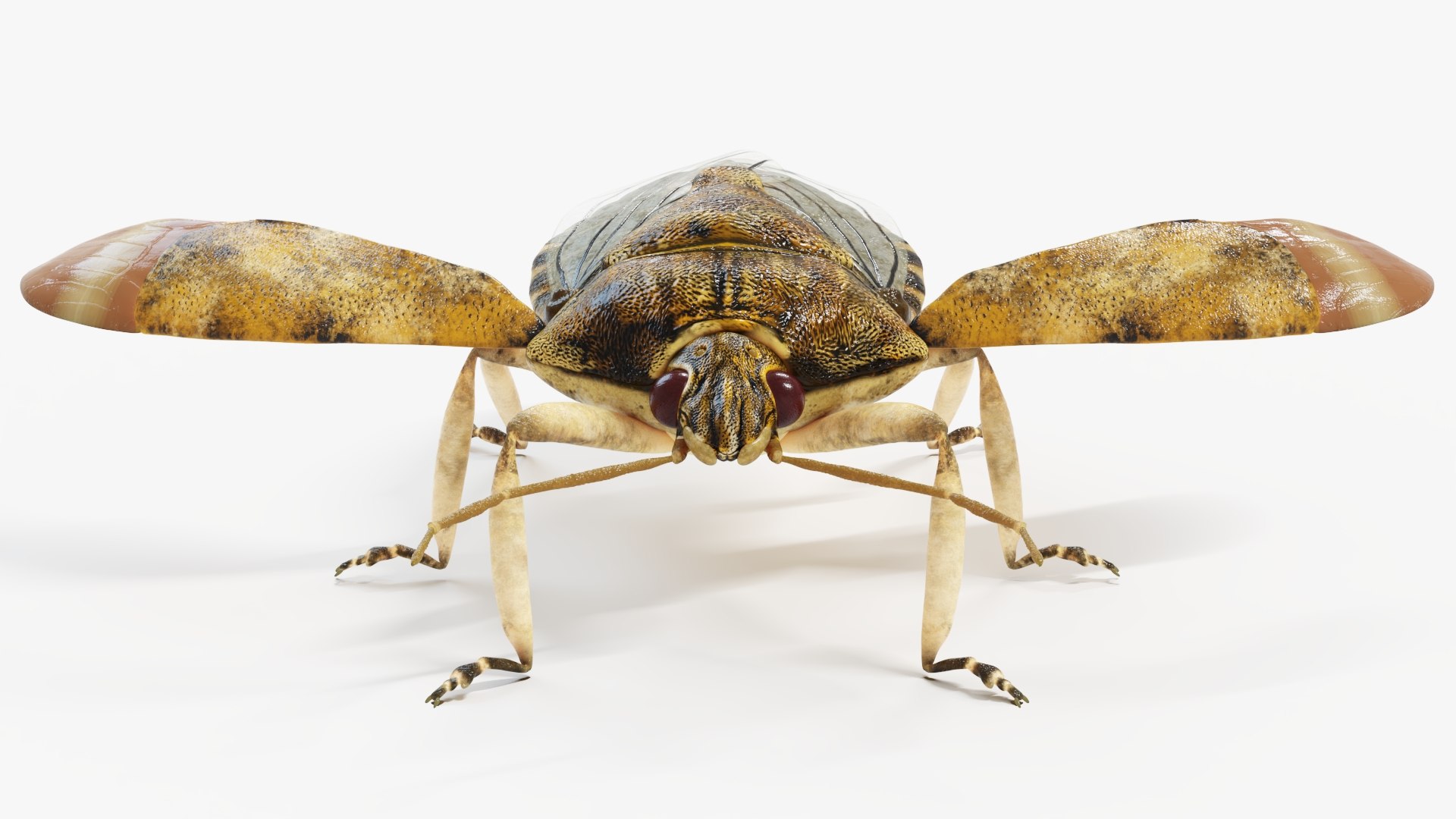 3D Model Stink Bug Static - TurboSquid 2071209