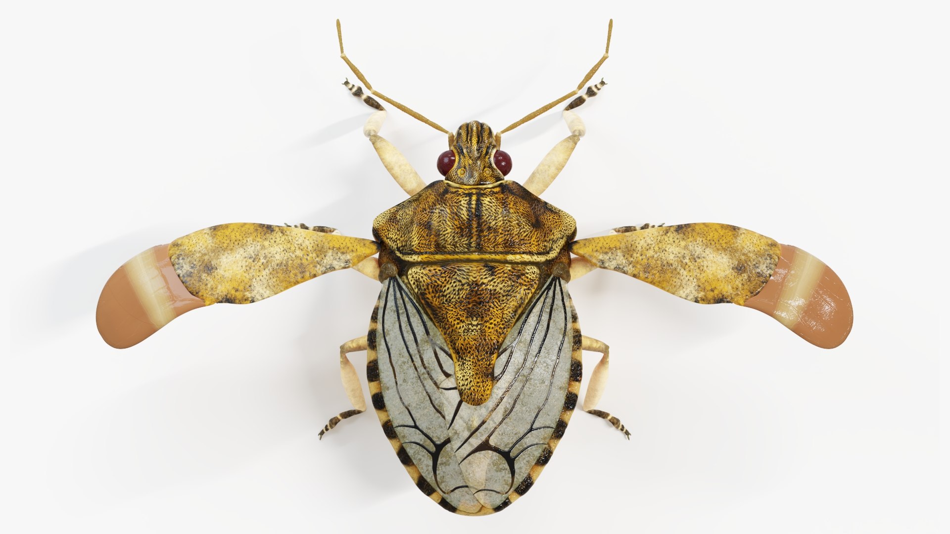 3D Model Stink Bug Static - TurboSquid 2071209
