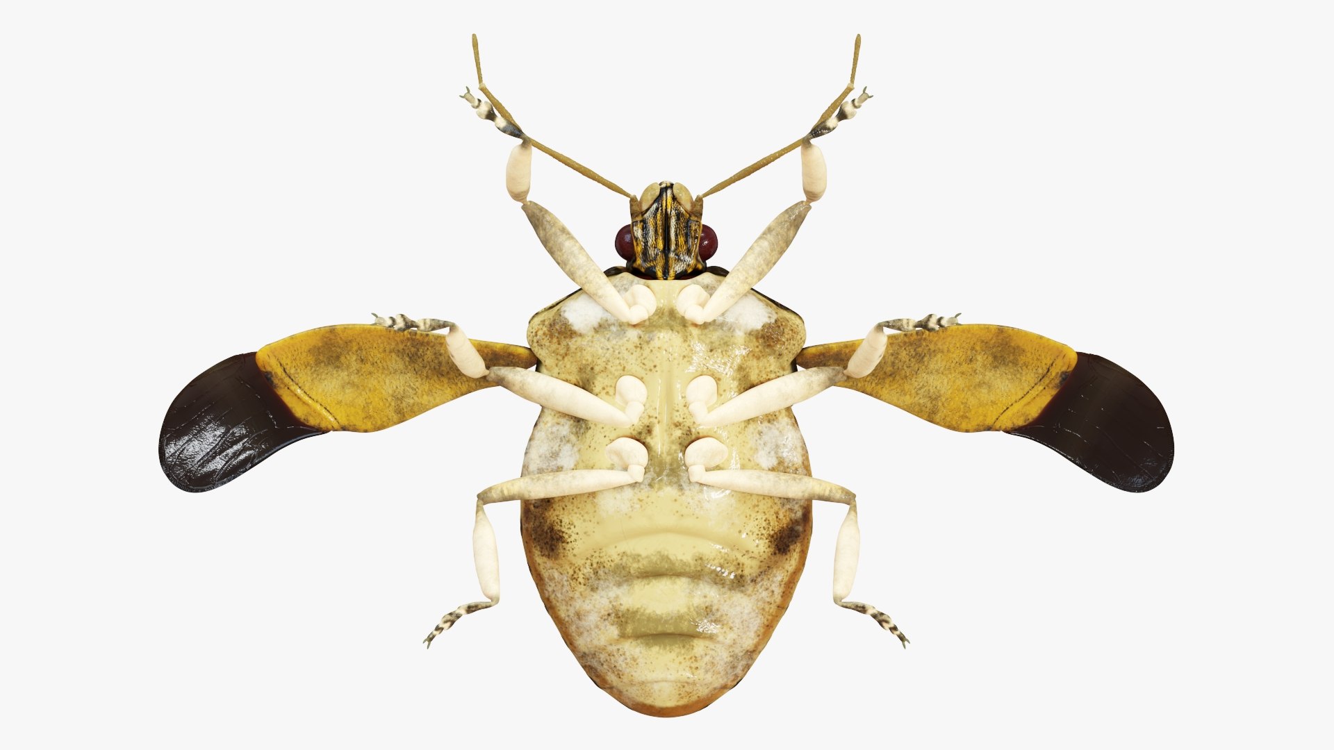 3D Model Stink Bug Static - TurboSquid 2071209