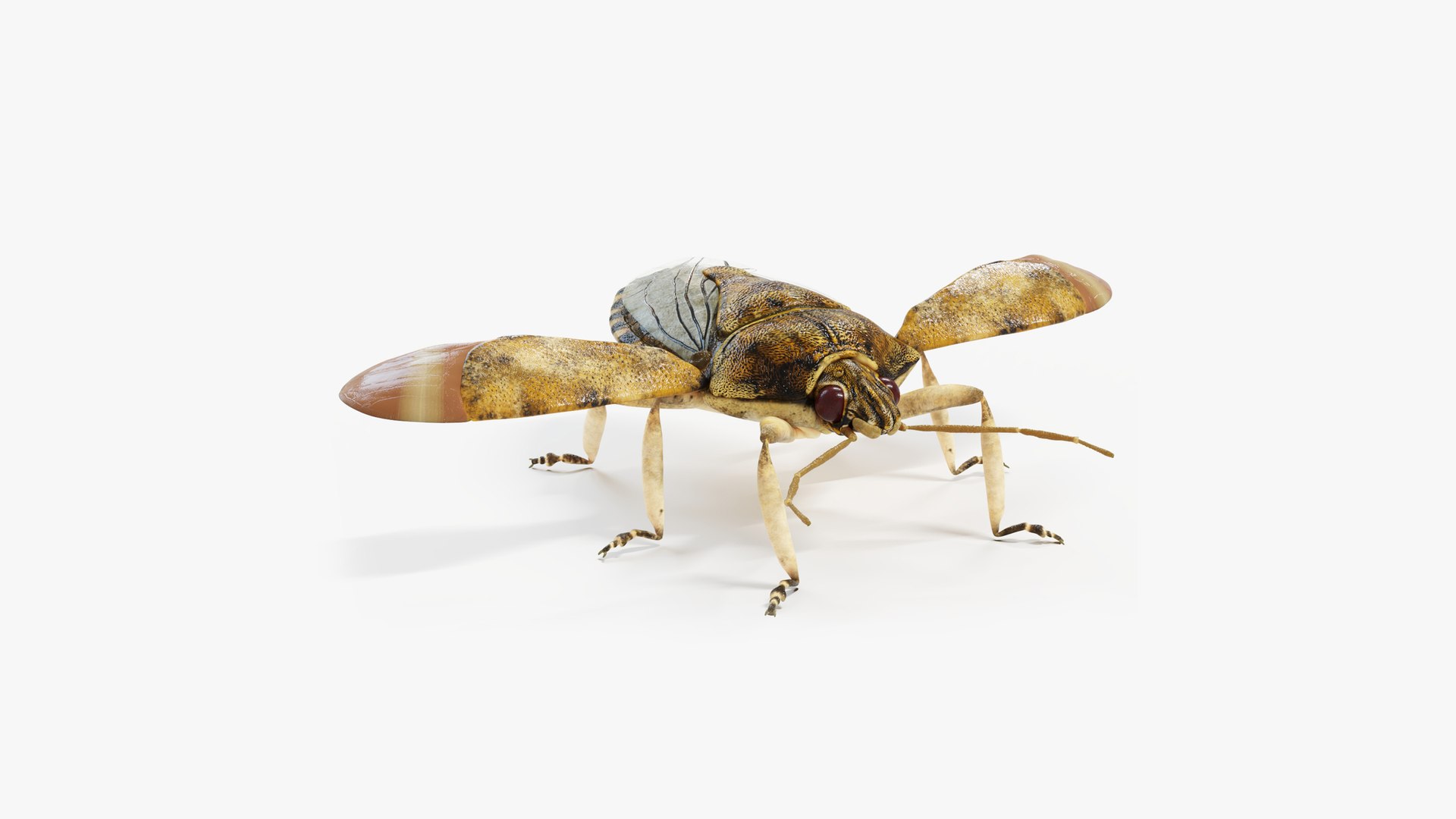 3D Model Stink Bug Static - TurboSquid 2071209