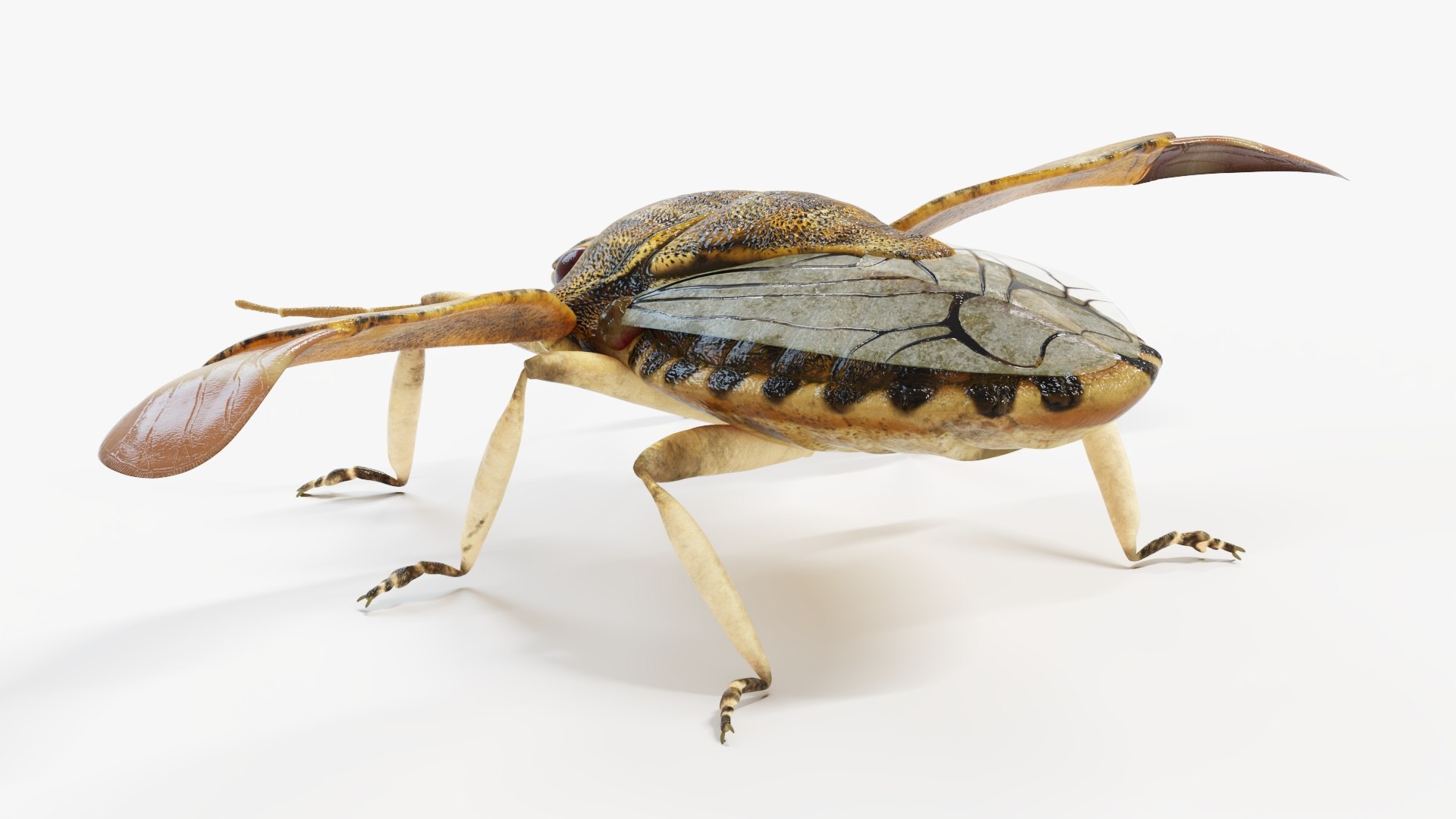 3D Model Stink Bug Static - TurboSquid 2071209