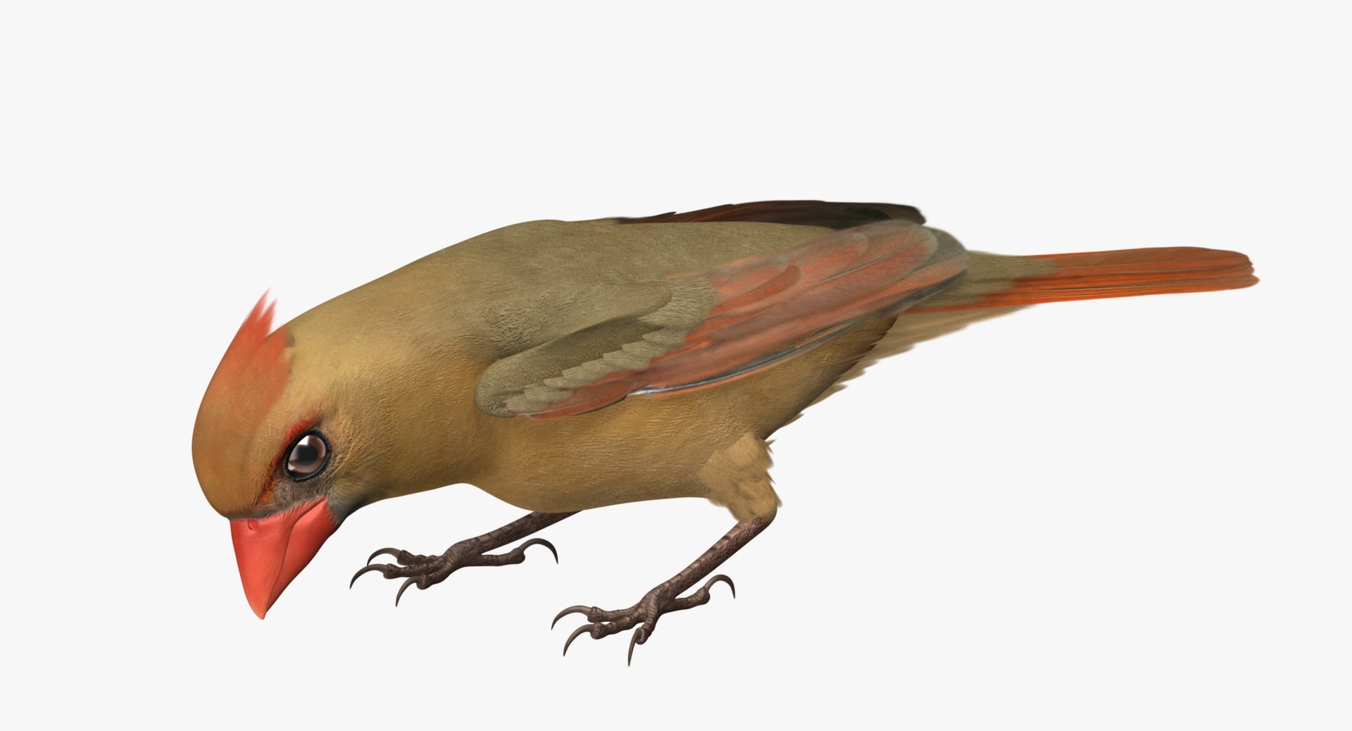 Cardinalis Northern Cardinal Female Rigged 3d Model
